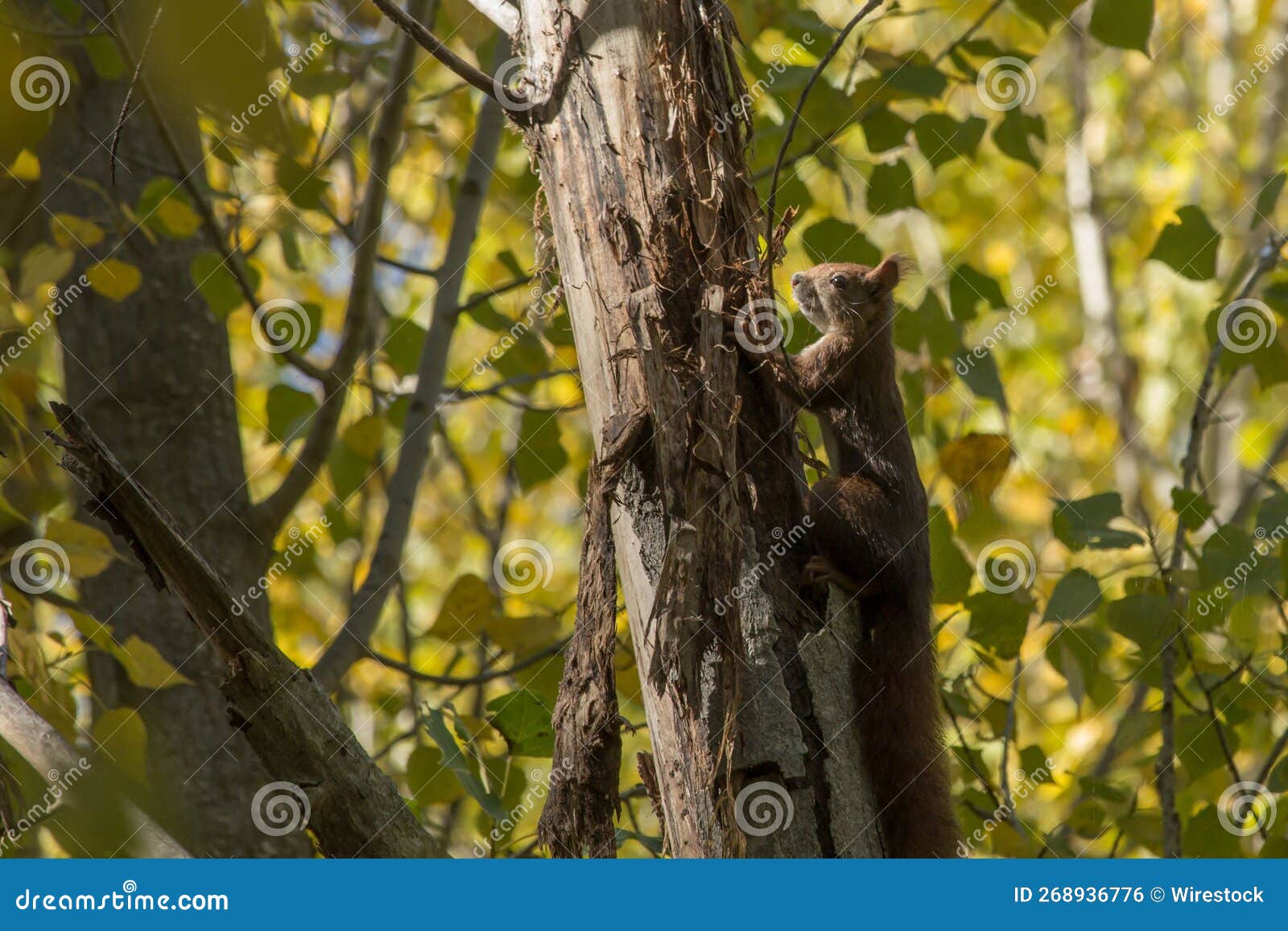 Squirrel climbing a tree stock photo. Image of mammal - 268936776