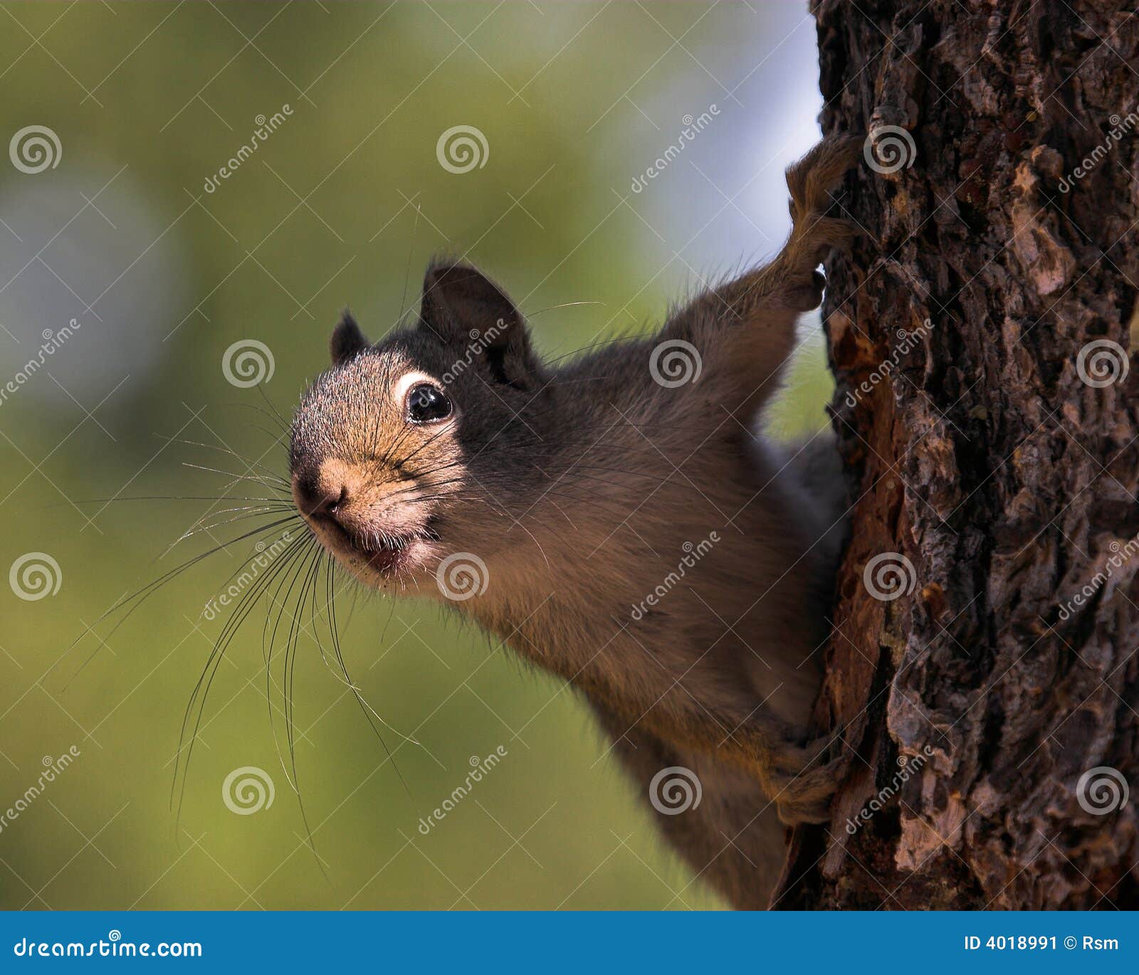 Squirrel climbing on tree stock image. Image of brown - 4018991