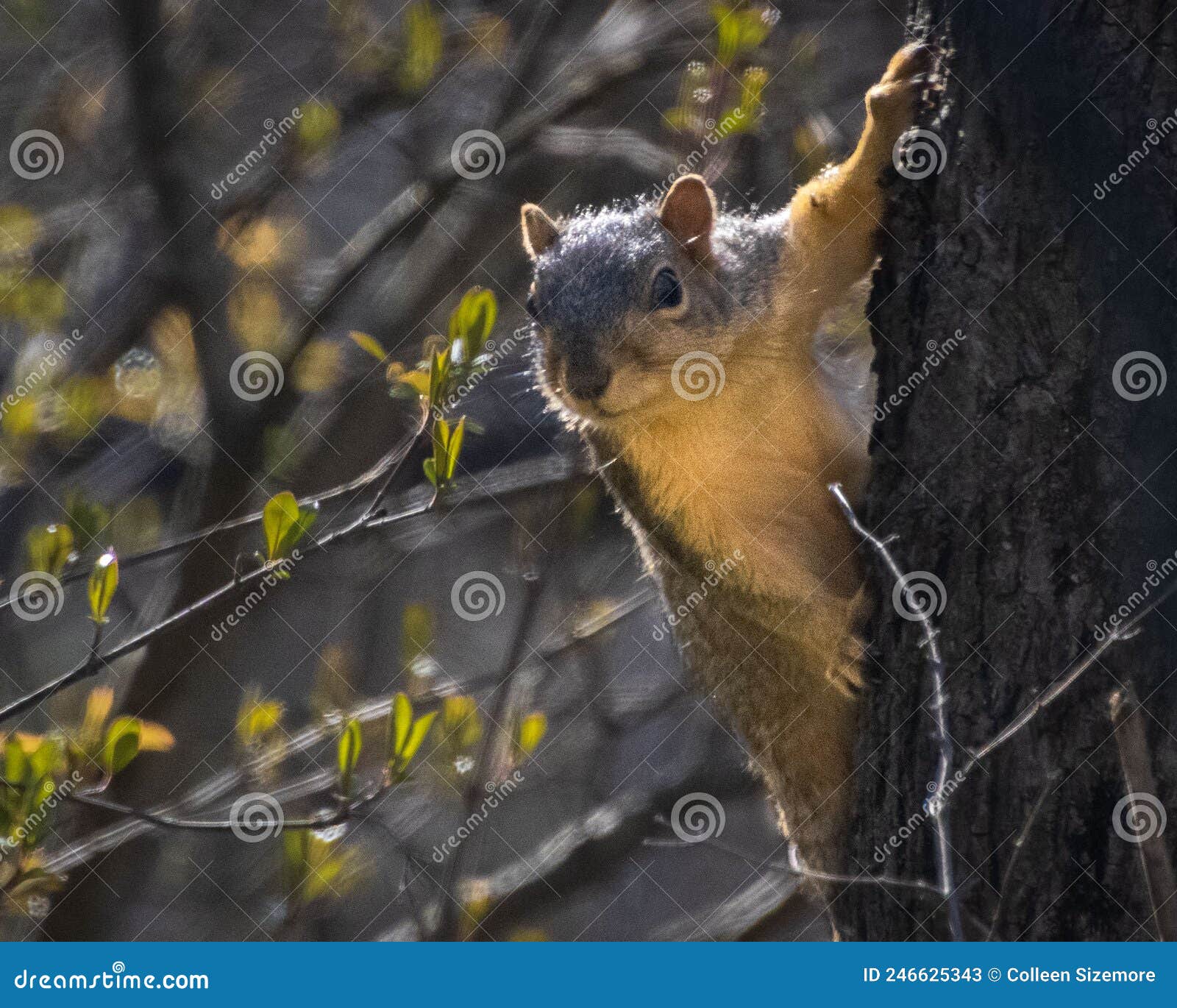 Squirrel Climbing a Tree stock image. Image of tree - 246625343