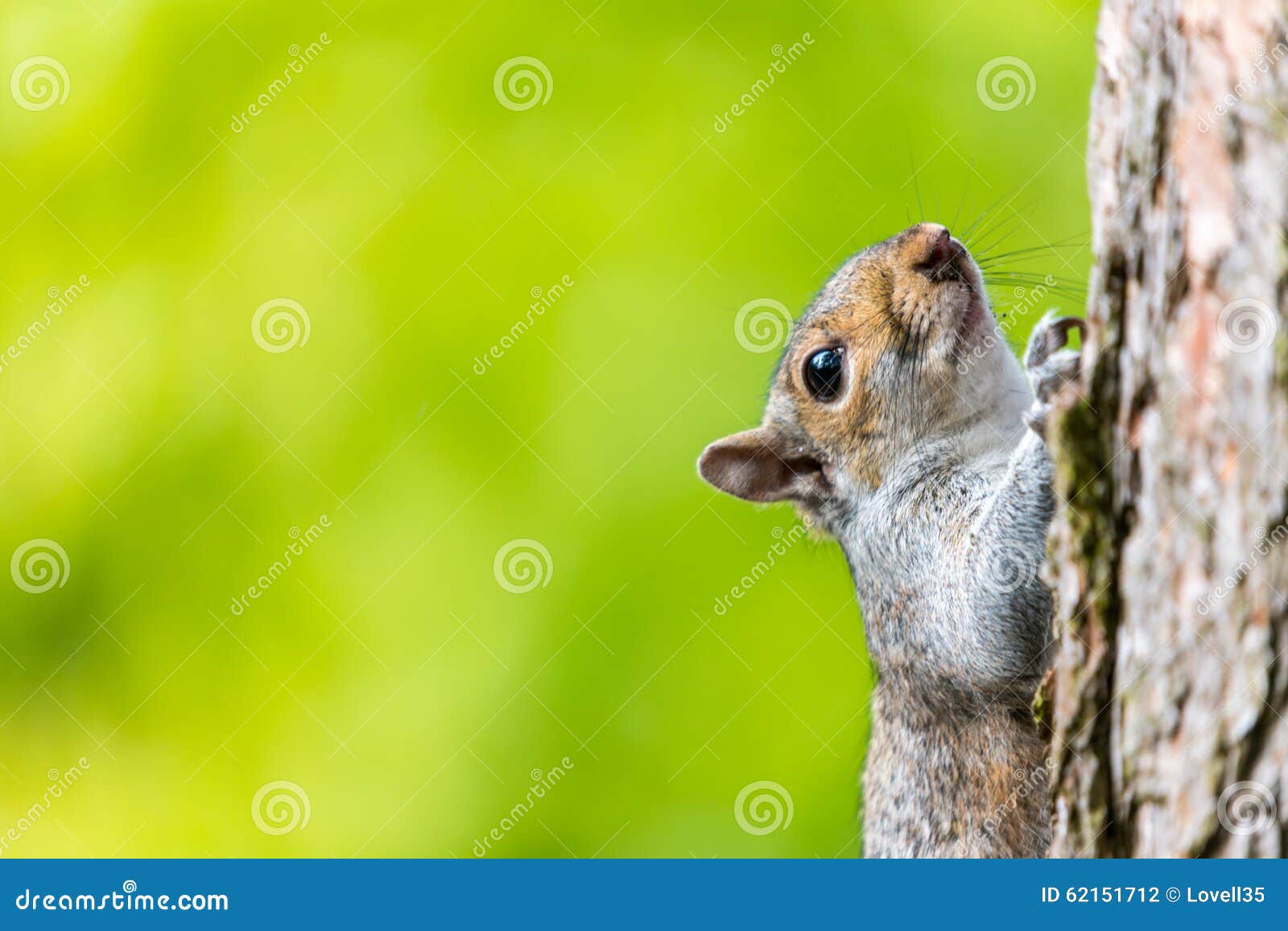 Squirrel climbing tree stock photo. Image of sciurus - 62151712