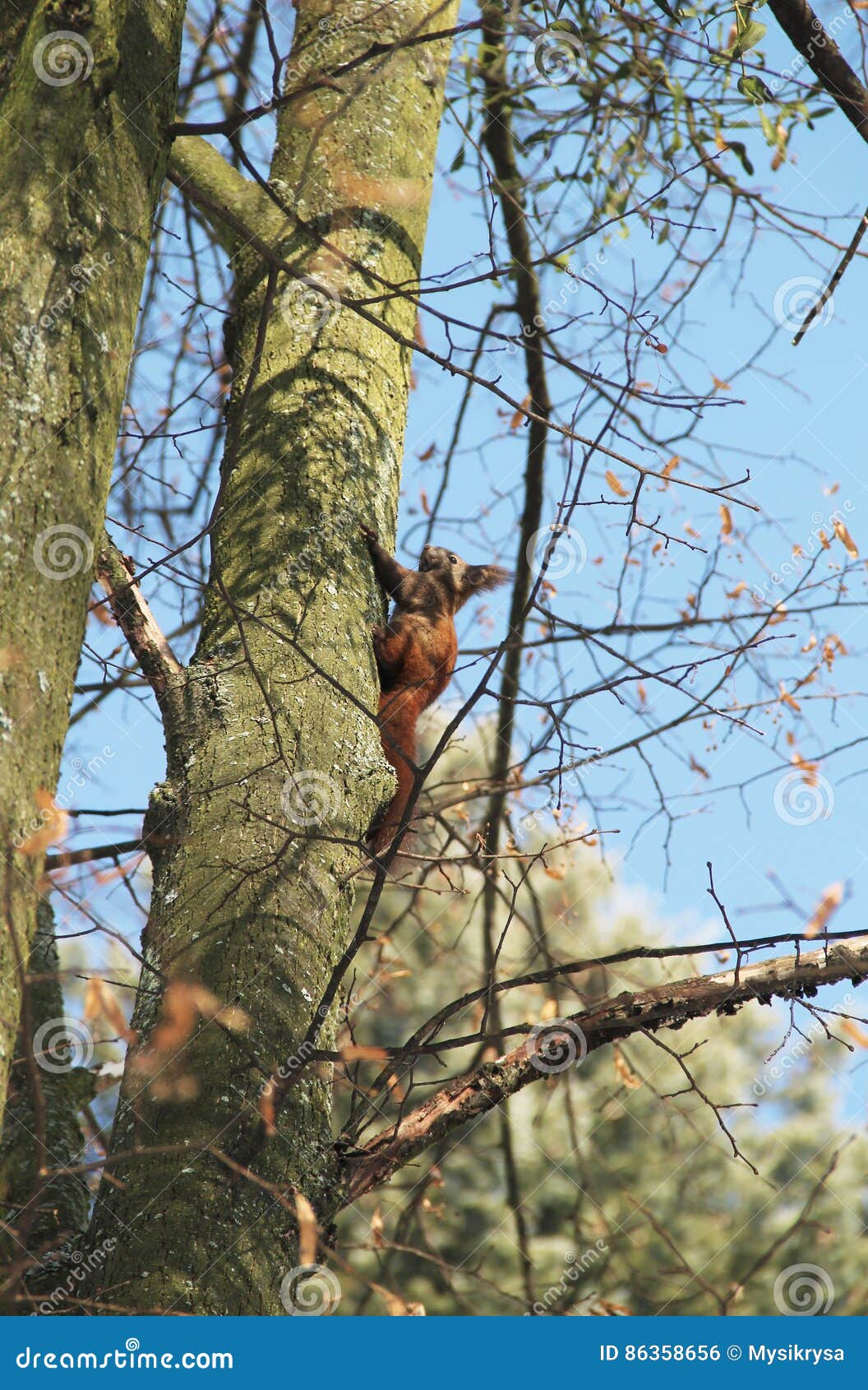 Squirrel climbing the tree stock photo. Image of wood - 86358656