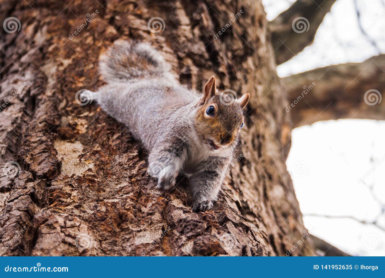 Squirrel Climbing a Tree in a European Forest Stock Image - Image of ...