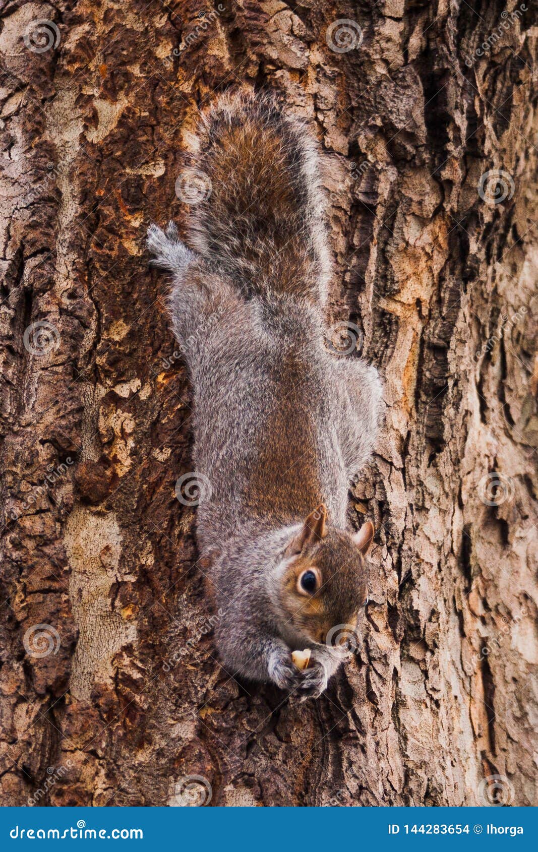 Squirrel Climbing a Tree in a European Forest Stock Photo - Image of ...