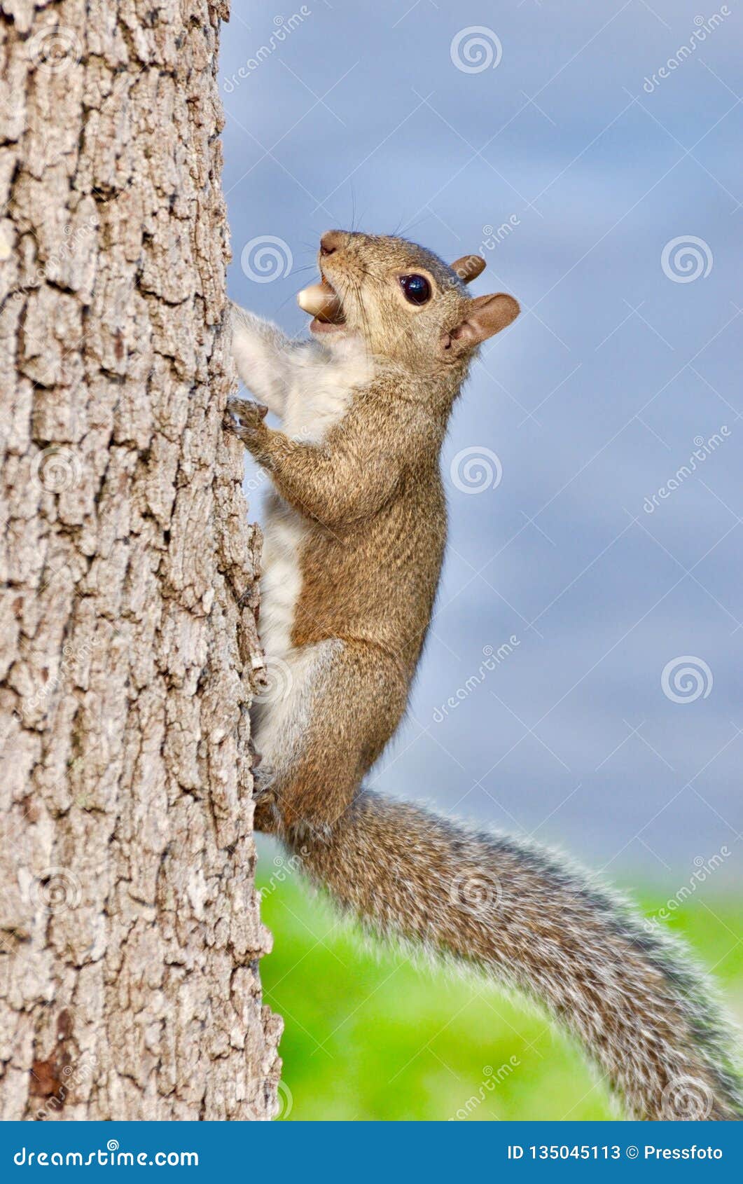 Squirrel climbing a tree stock image. Image of nuts - 135045113
