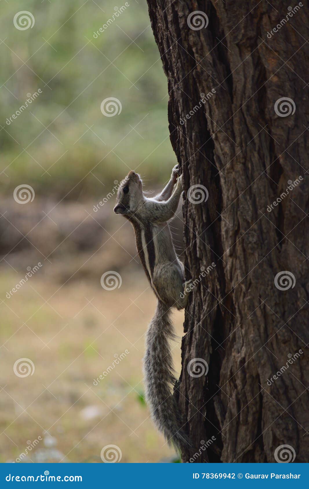 Squirrel Climbing on a Tree Stock Photo - Image of focus, squirrel ...