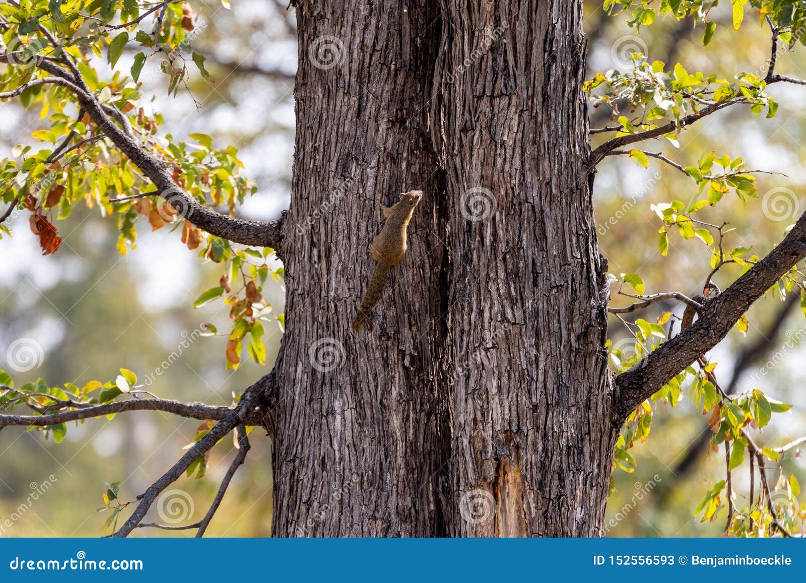 Squirrel Climbing on a Tree Stock Image - Image of african, furry ...