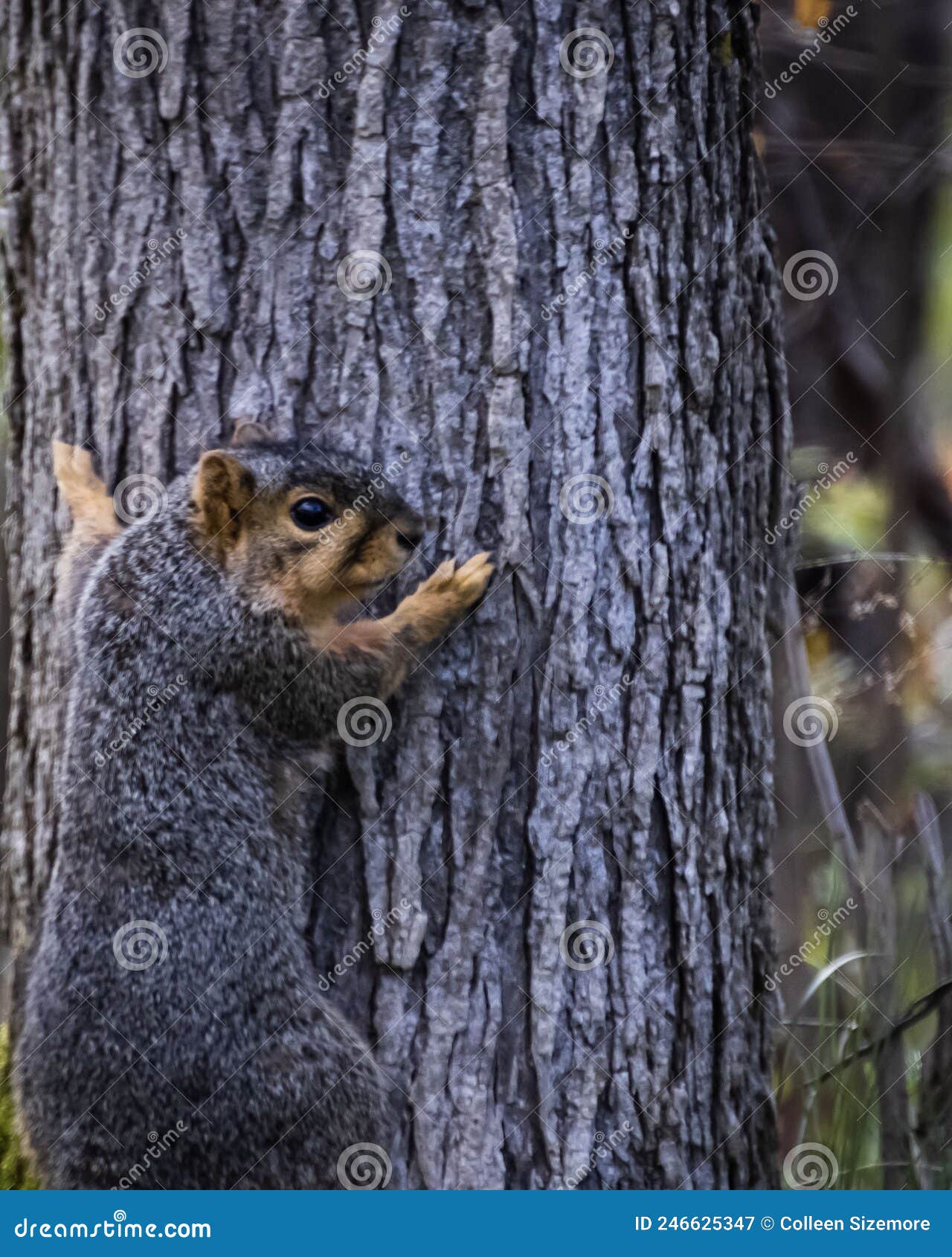 Squirrel Climbing a Tree stock image. Image of backya - 246625347