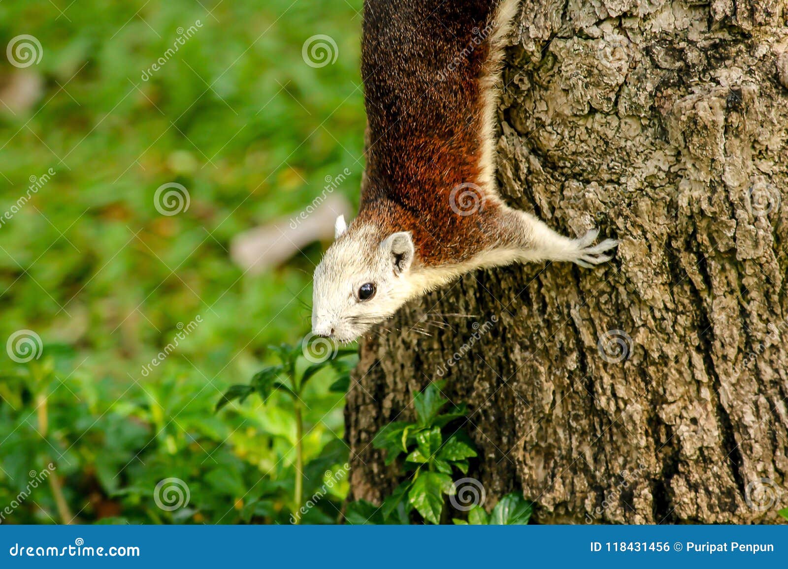 The Squirrel is Climbing on the Tree. Stock Photo - Image of gray ...