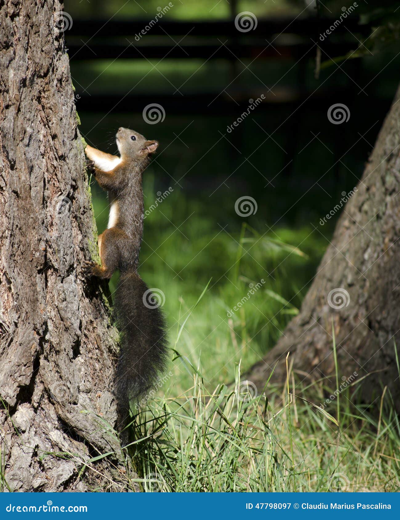 Squirrel climbing tree stock image. Image of outside - 47798097