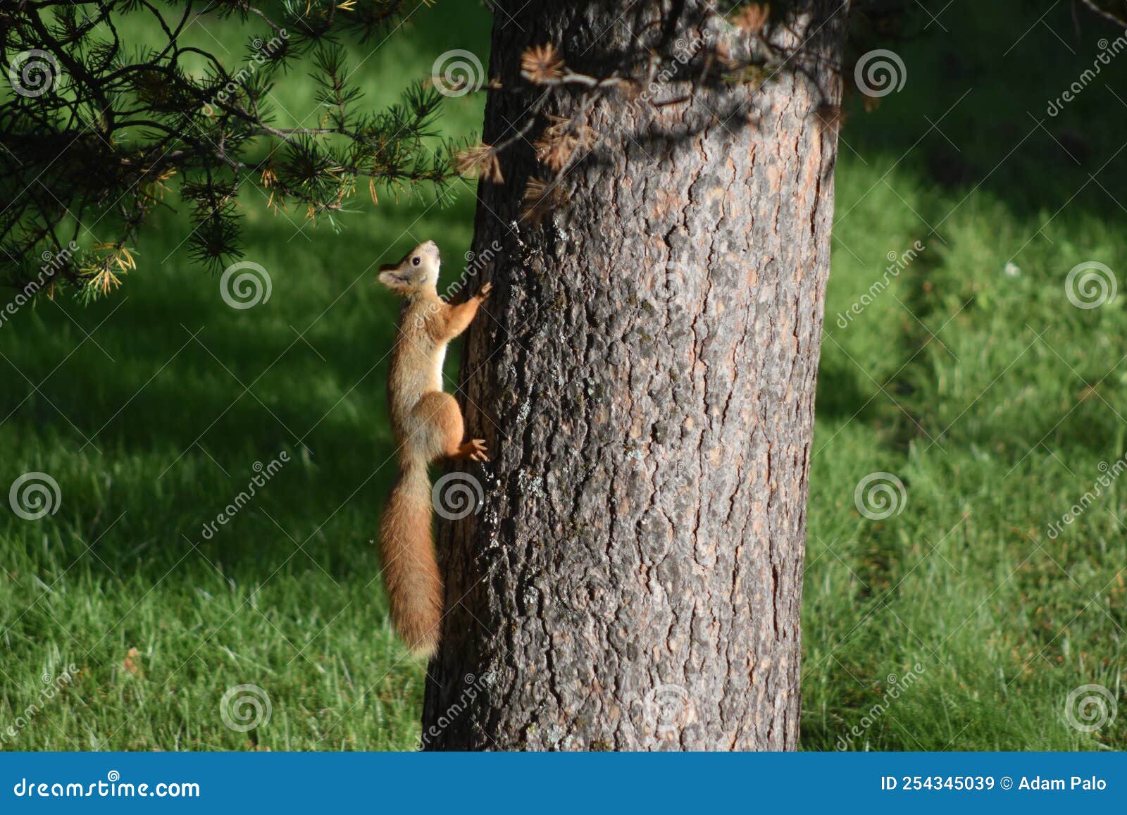 Squirrel Climbing Up a Pine-tree Stock Image - Image of animal, mammal ...