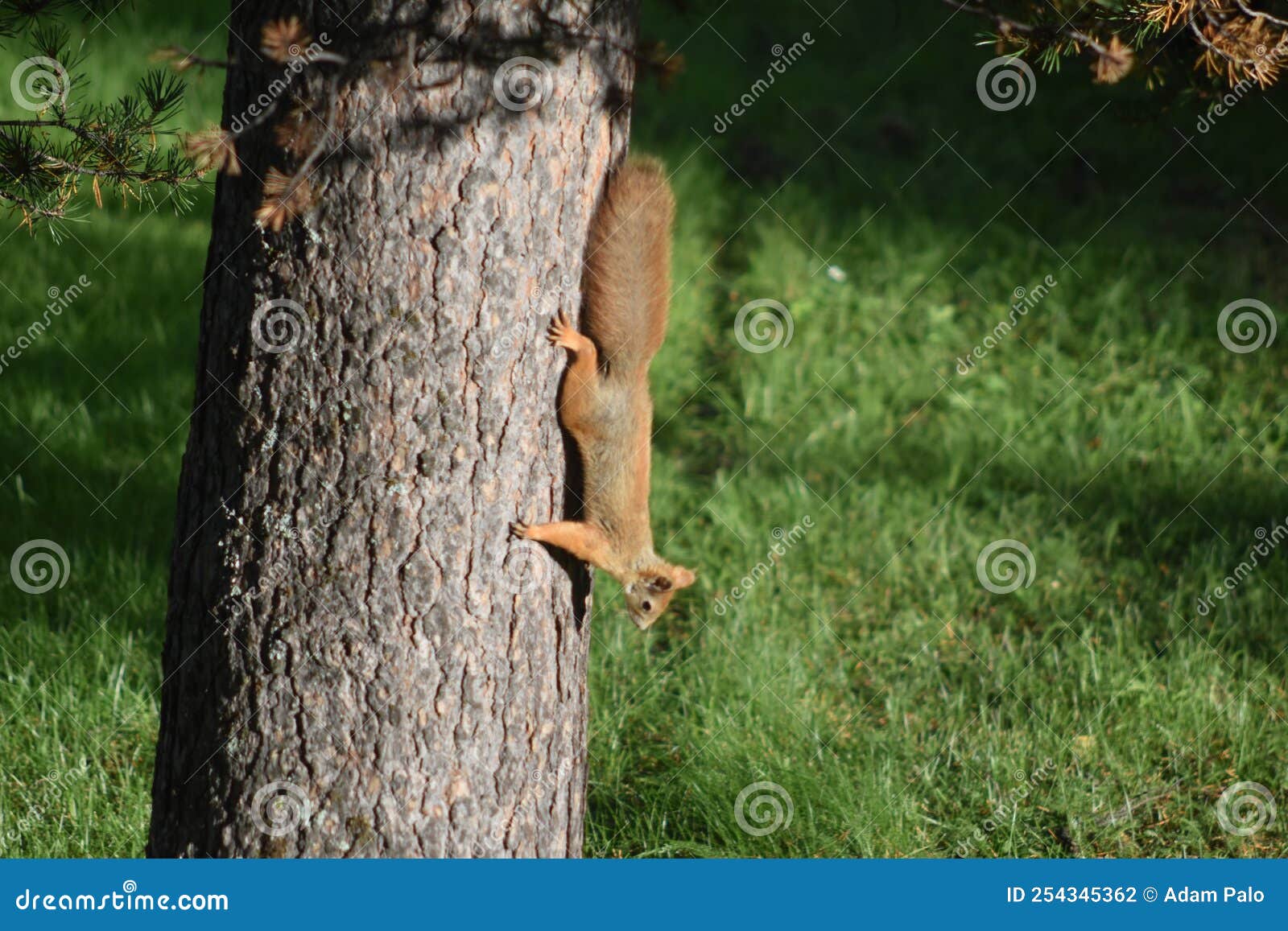 Squirrel Climbing Up a Pine-tree Stock Photo - Image of wood, forest ...