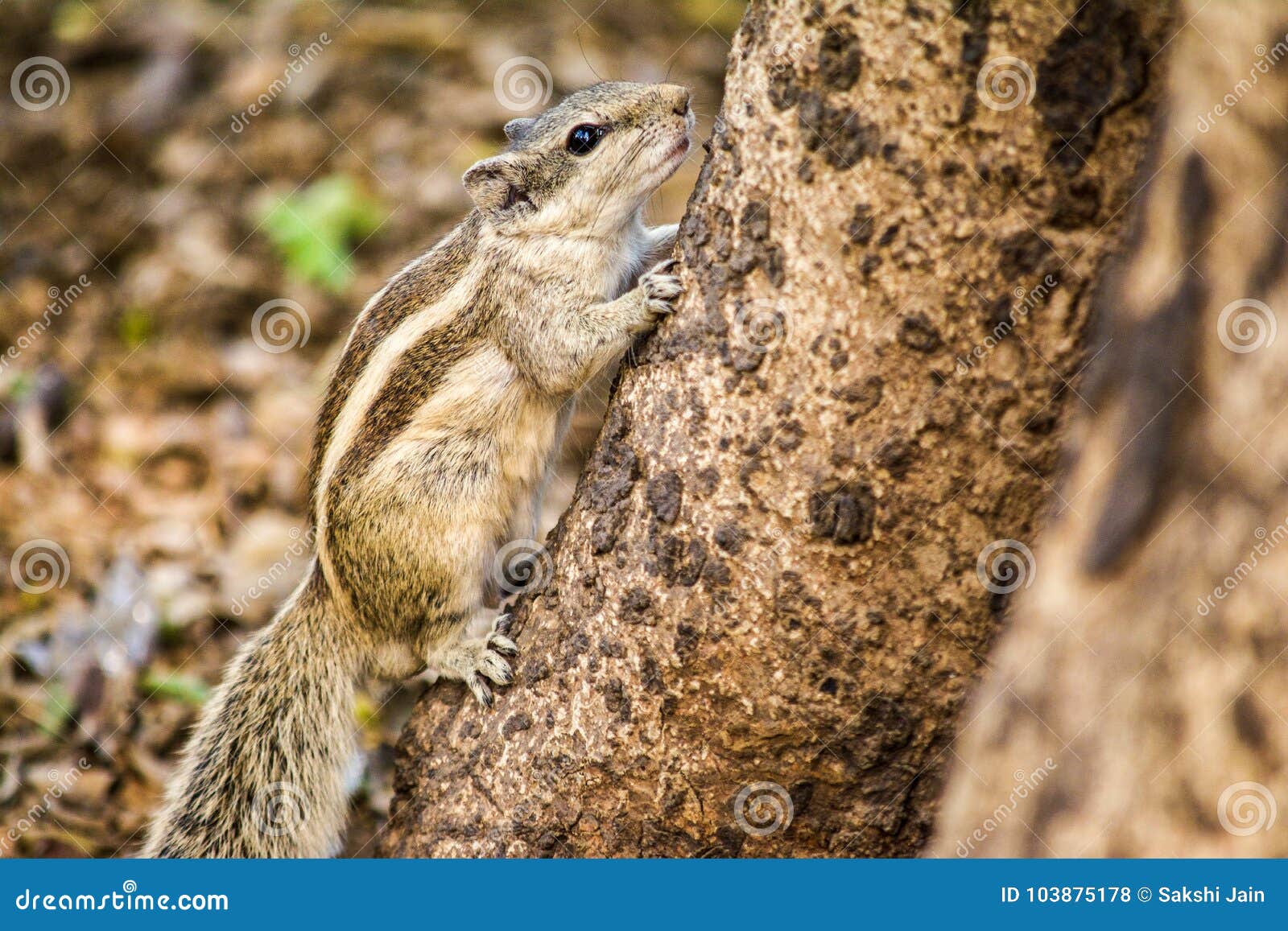 A Squirrel Climbing Up the Tree Stock Photo - Image of camera, animal ...