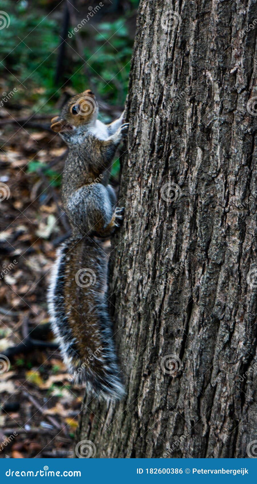 Squirrel Climbing Up in the Tree Stock Photo - Image of climbing, long ...