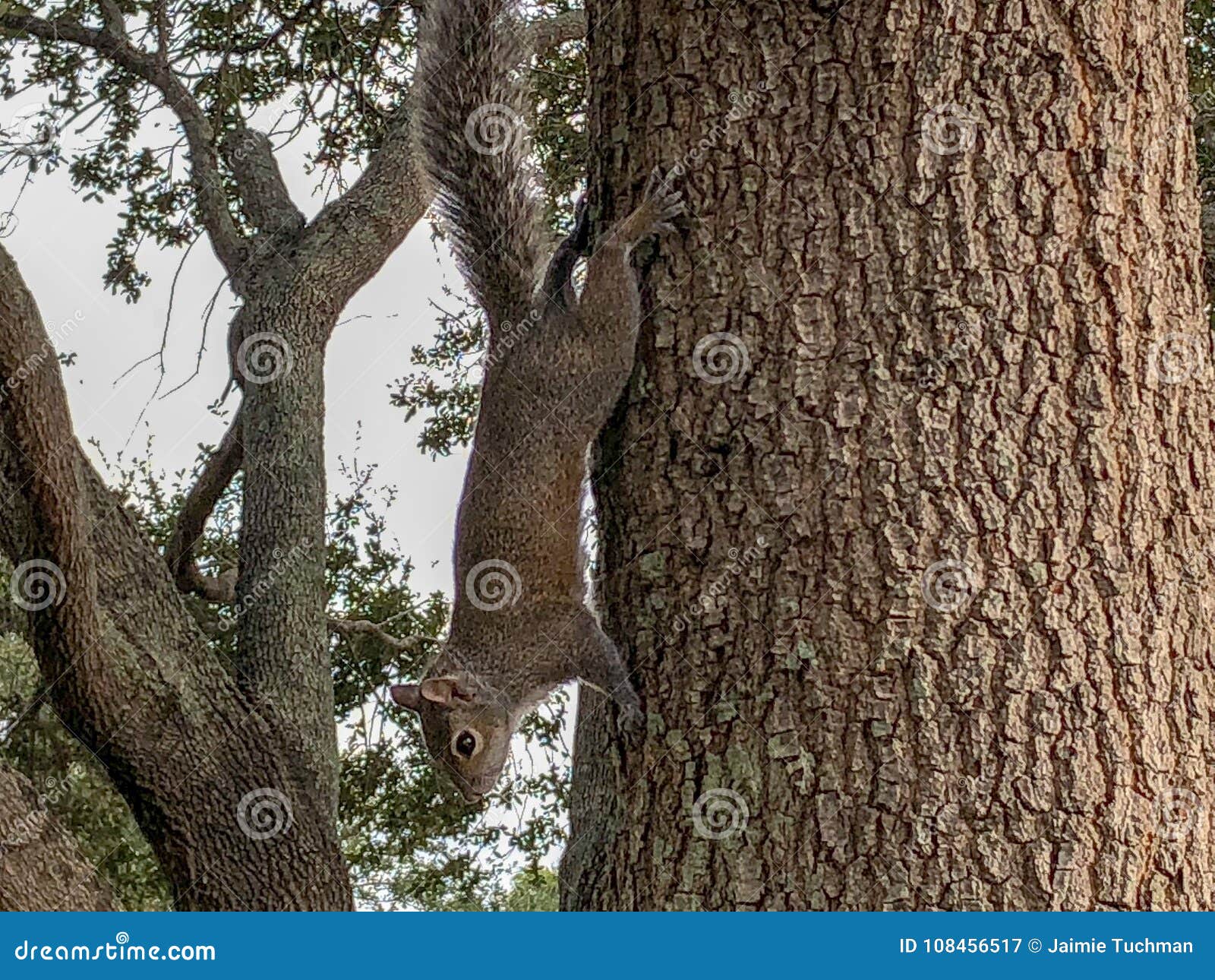 Squirrel Climbing Up a Tree Stock Image - Image of fall, brown: 108456517