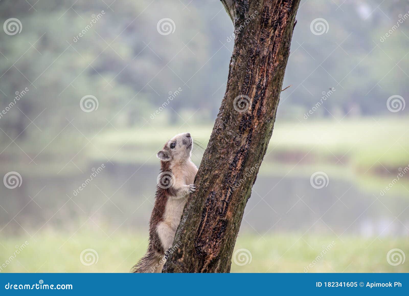 The Squirrel Was Climbing the Tree. Stock Image - Image of life ...