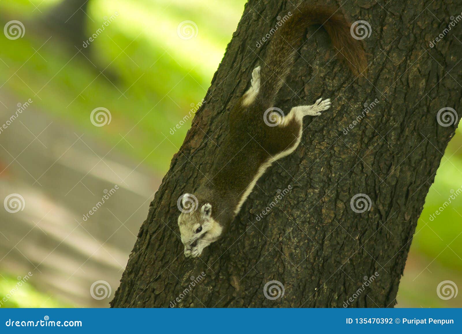 The Squirrel is Climbing Up the Tree. Stock Photo - Image of pine ...
