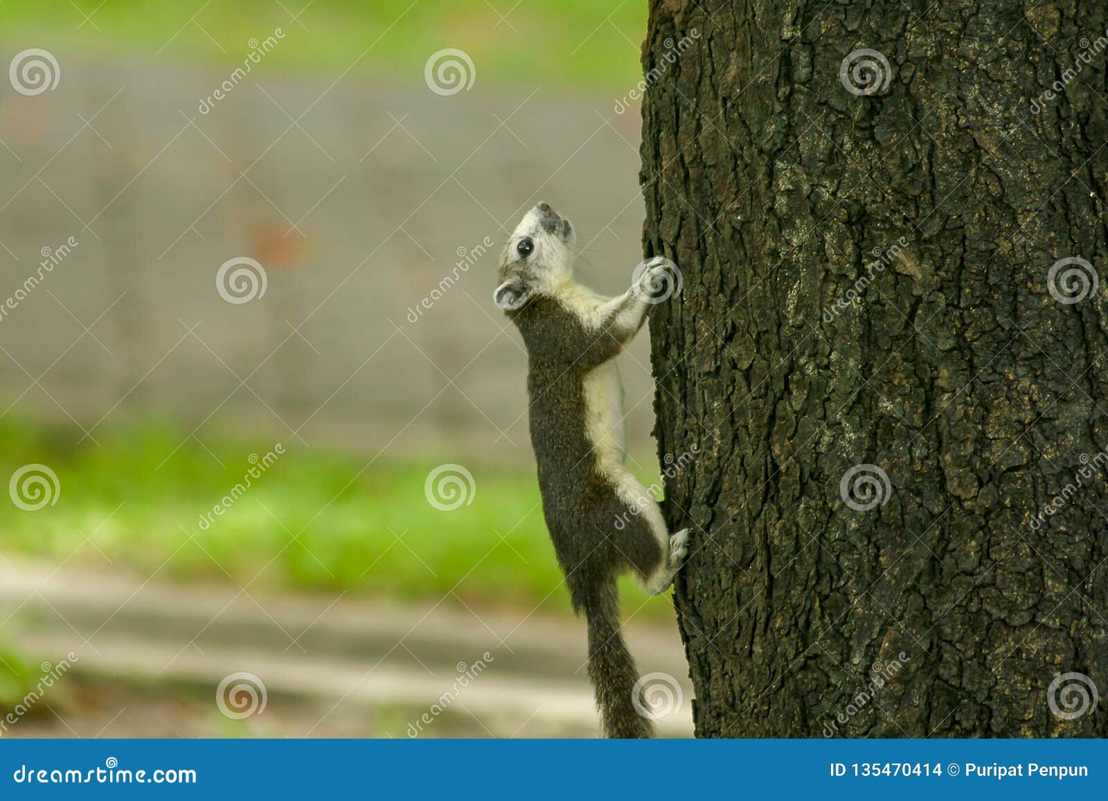 The Squirrel is Climbing Up the Tree. Stock Photo - Image of green ...