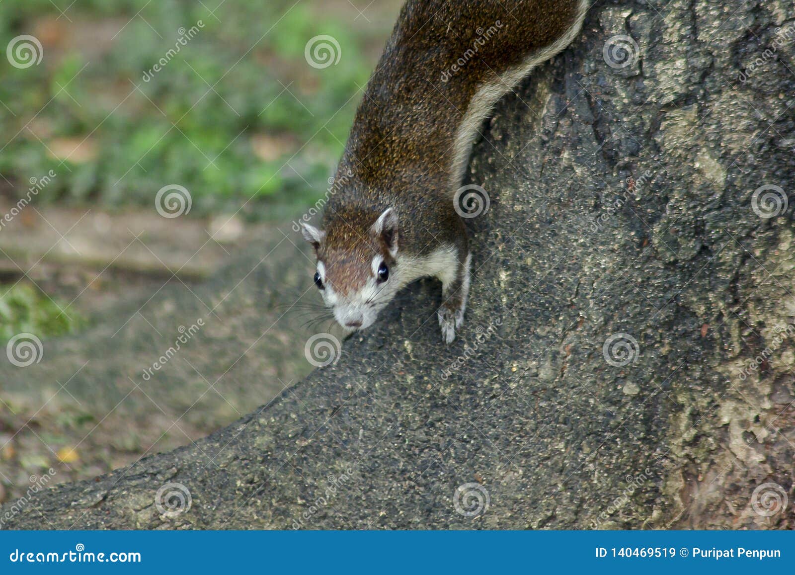The Squirrel is Climbing Up the Tree. Stock Image - Image of curious ...