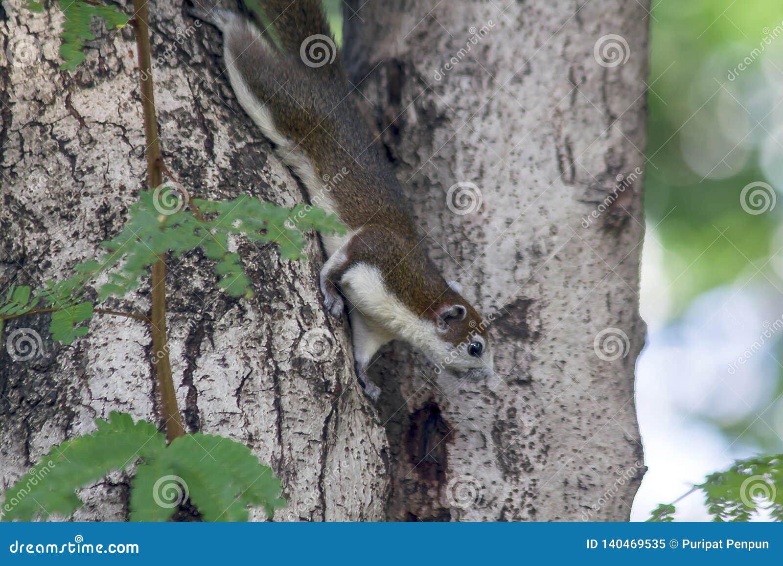 The Squirrel is Climbing Up the Tree. Stock Image - Image of branch ...