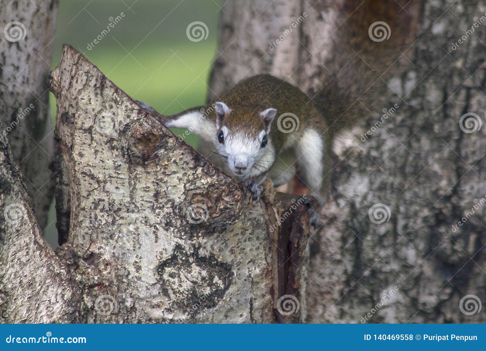 The Squirrel is Climbing Up the Tree. Stock Photo - Image of eating ...