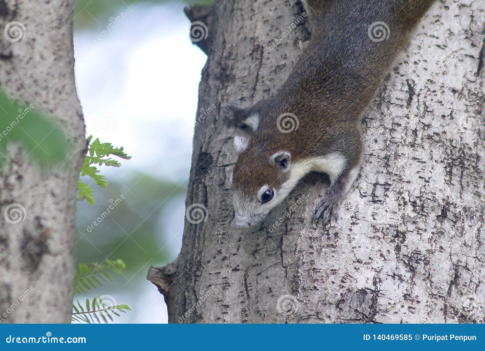 The Squirrel is Climbing Up the Tree. Stock Image - Image of mammal ...