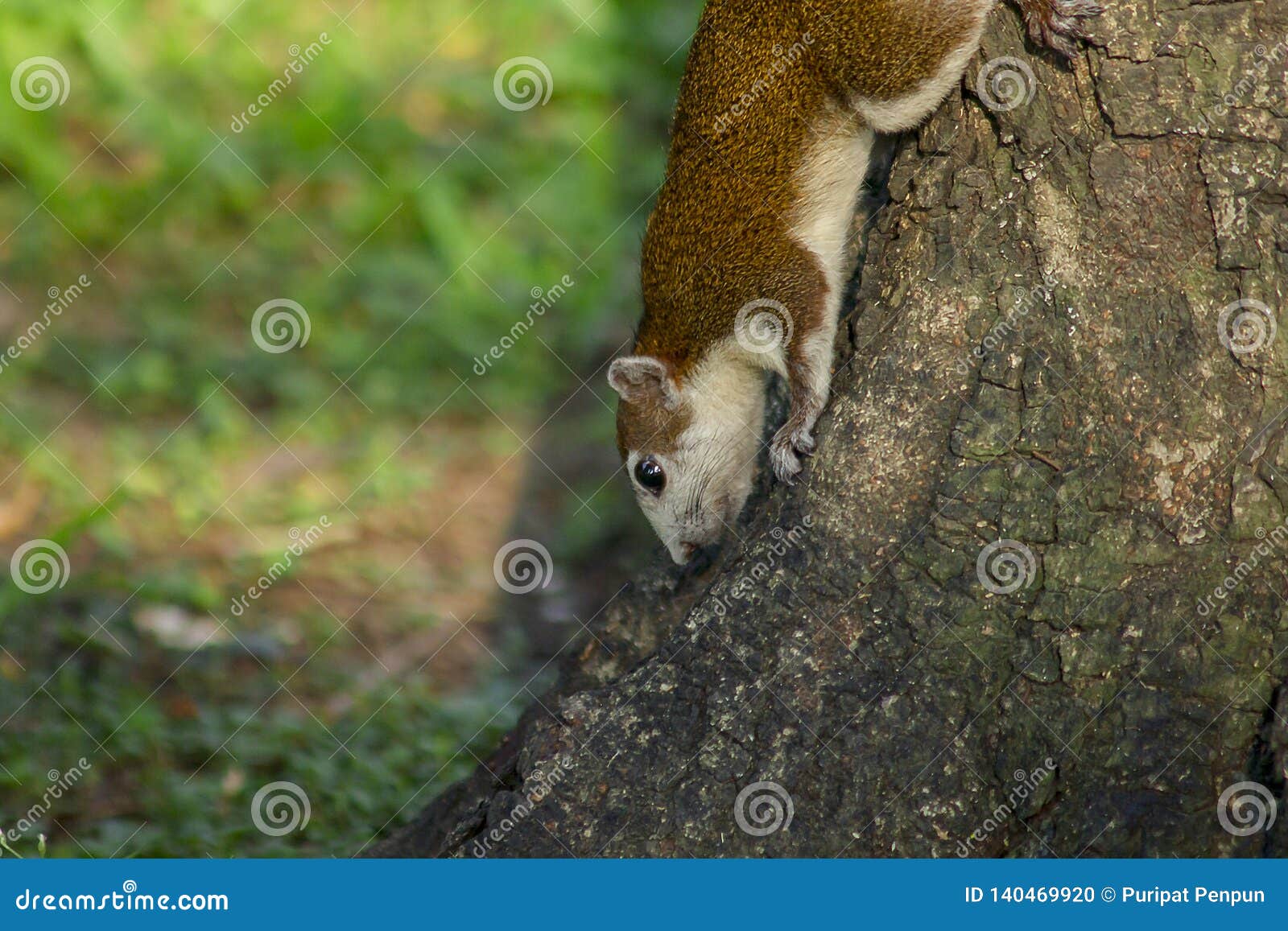 The Squirrel is Climbing Up the Tree. Stock Photo - Image of natural ...