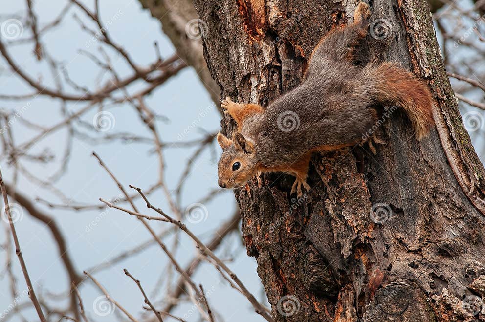 Squirrel Climbing Up the Trunk of a Tree Stock Image - Image of nature ...