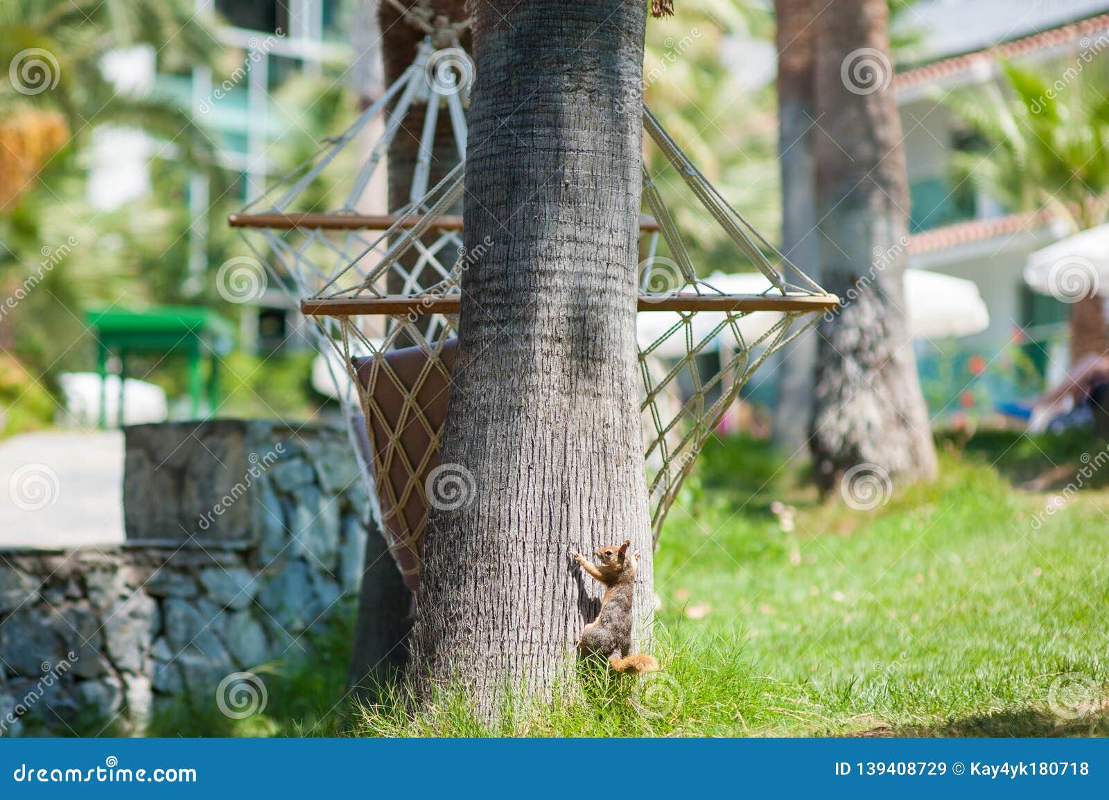 Squirrel Climbs a Tree from the Lawn Stock Image - Image of animal ...