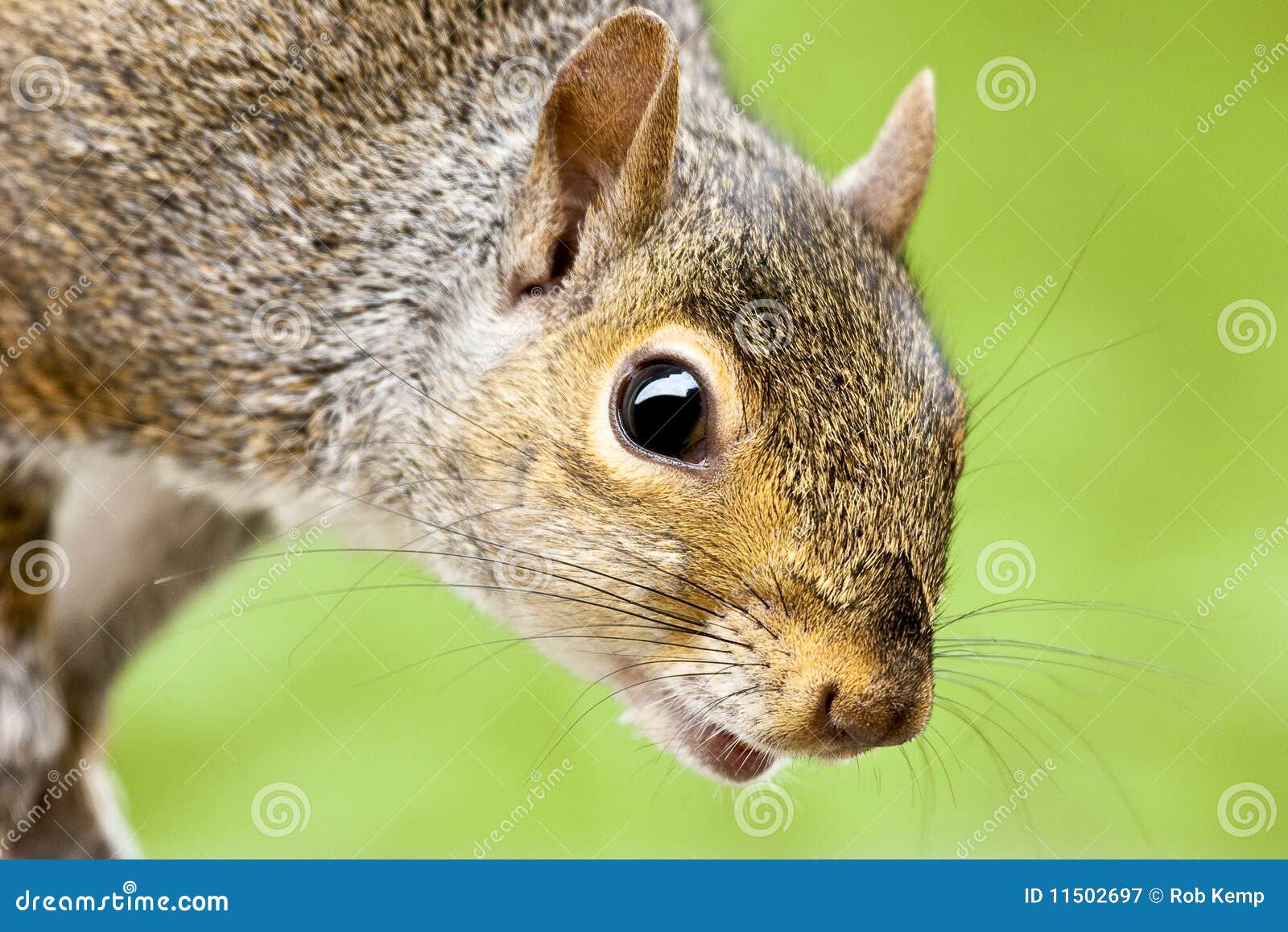 Squirrel close up stock image. Image of rodent, cute - 11502697