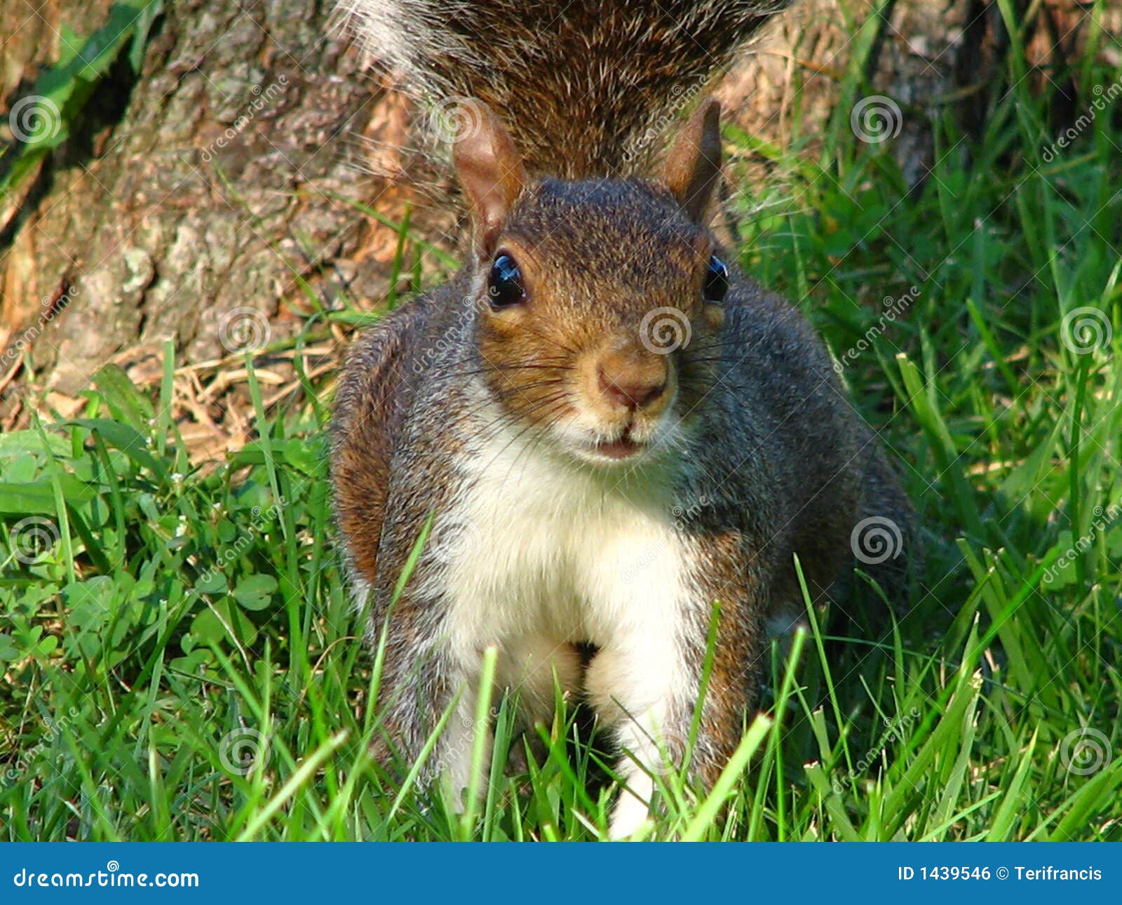 Squirrel Close-up stock photo. Image of furry, rodent - 1439546