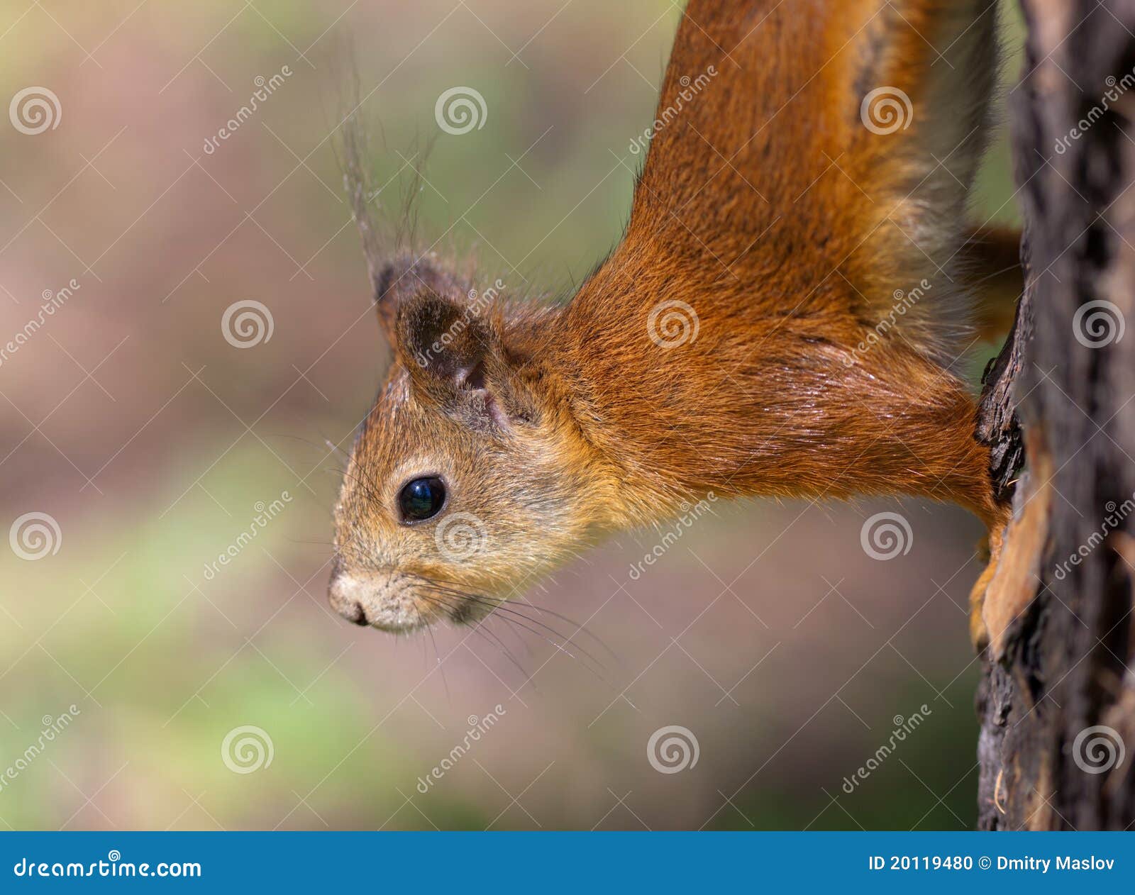 The squirrel close up stock photo. Image of trunk, nature - 20119480