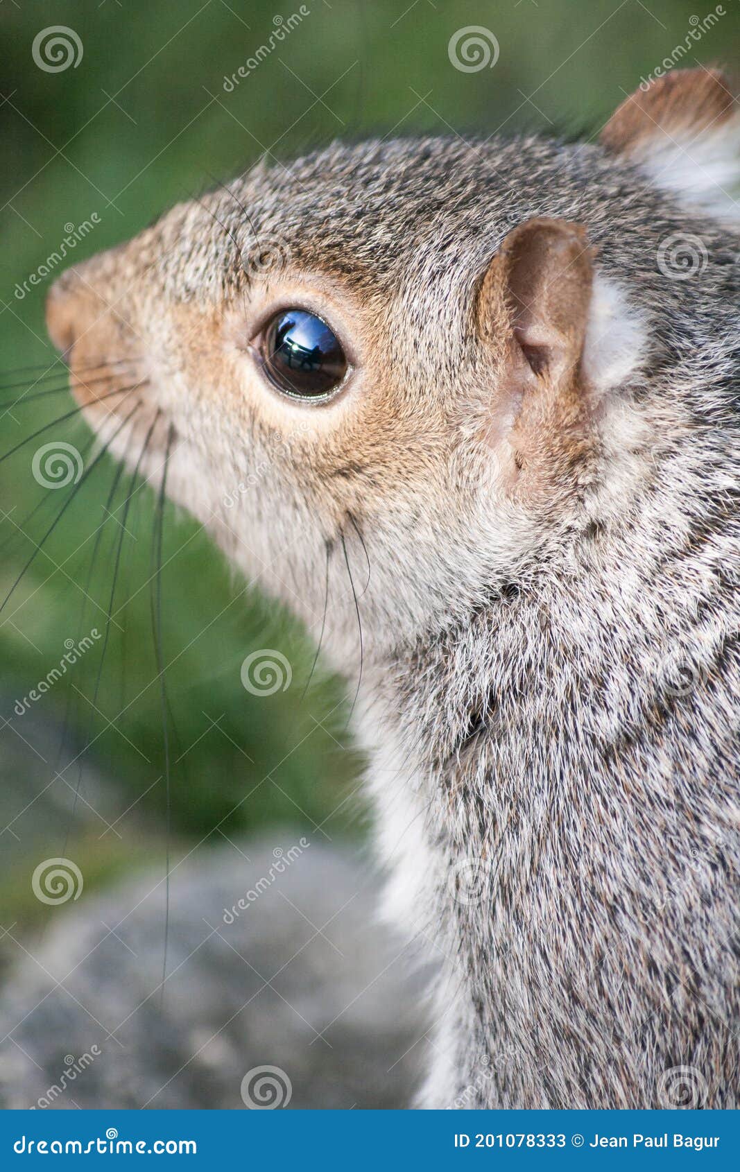 Squirrel Close Up with Bench in Eye Reflection Stock Image - Image of ...