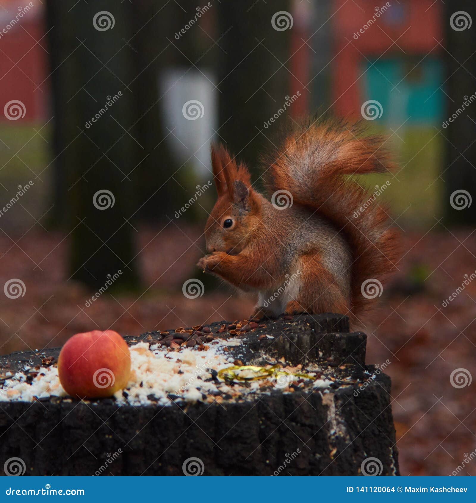 Squirrel Close-up, Gnaws Nuts in the Fall Stock Photo - Image of branch ...