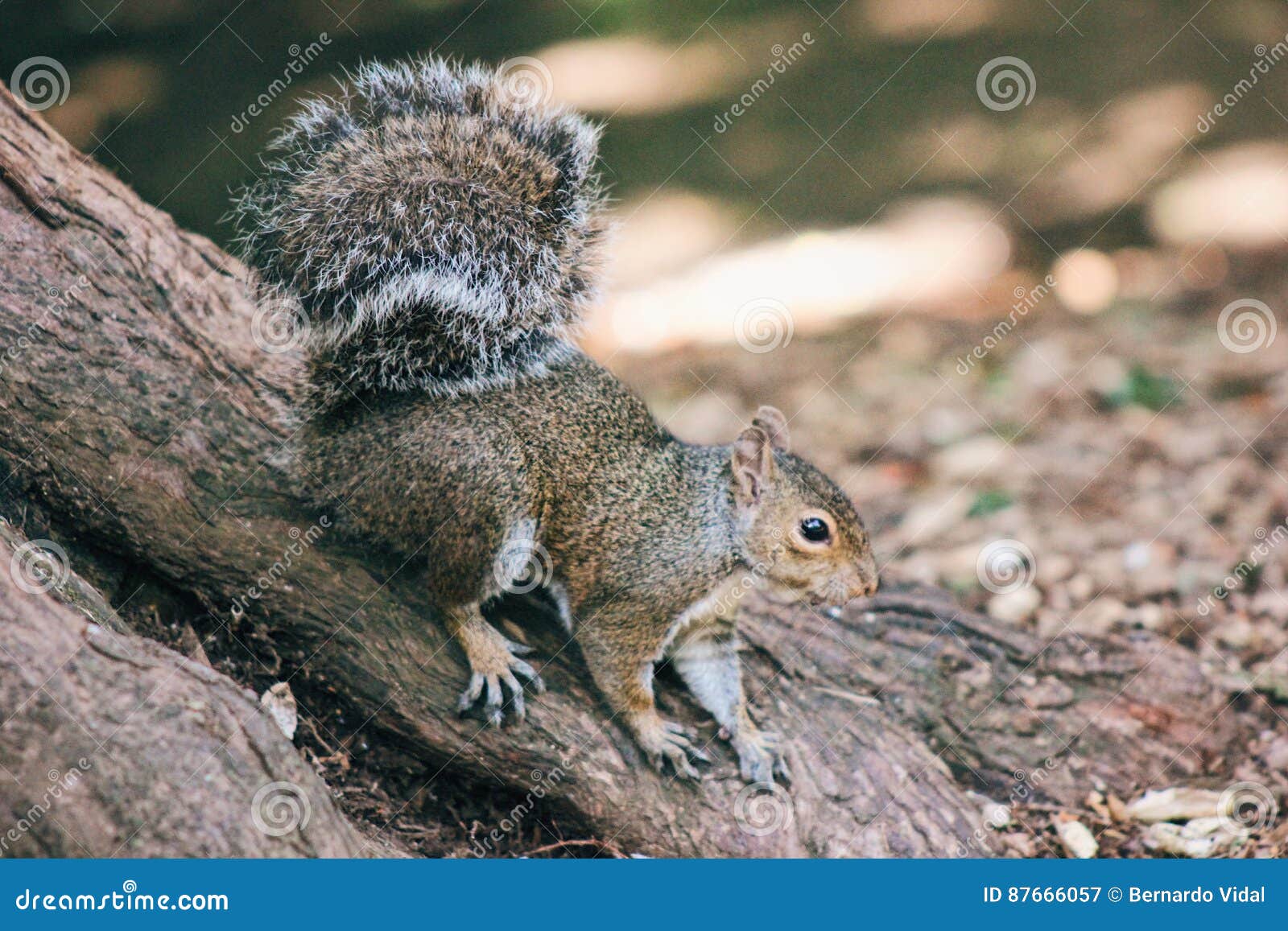 Squirrel Close up stock image. Image of park, wildlife - 87666057