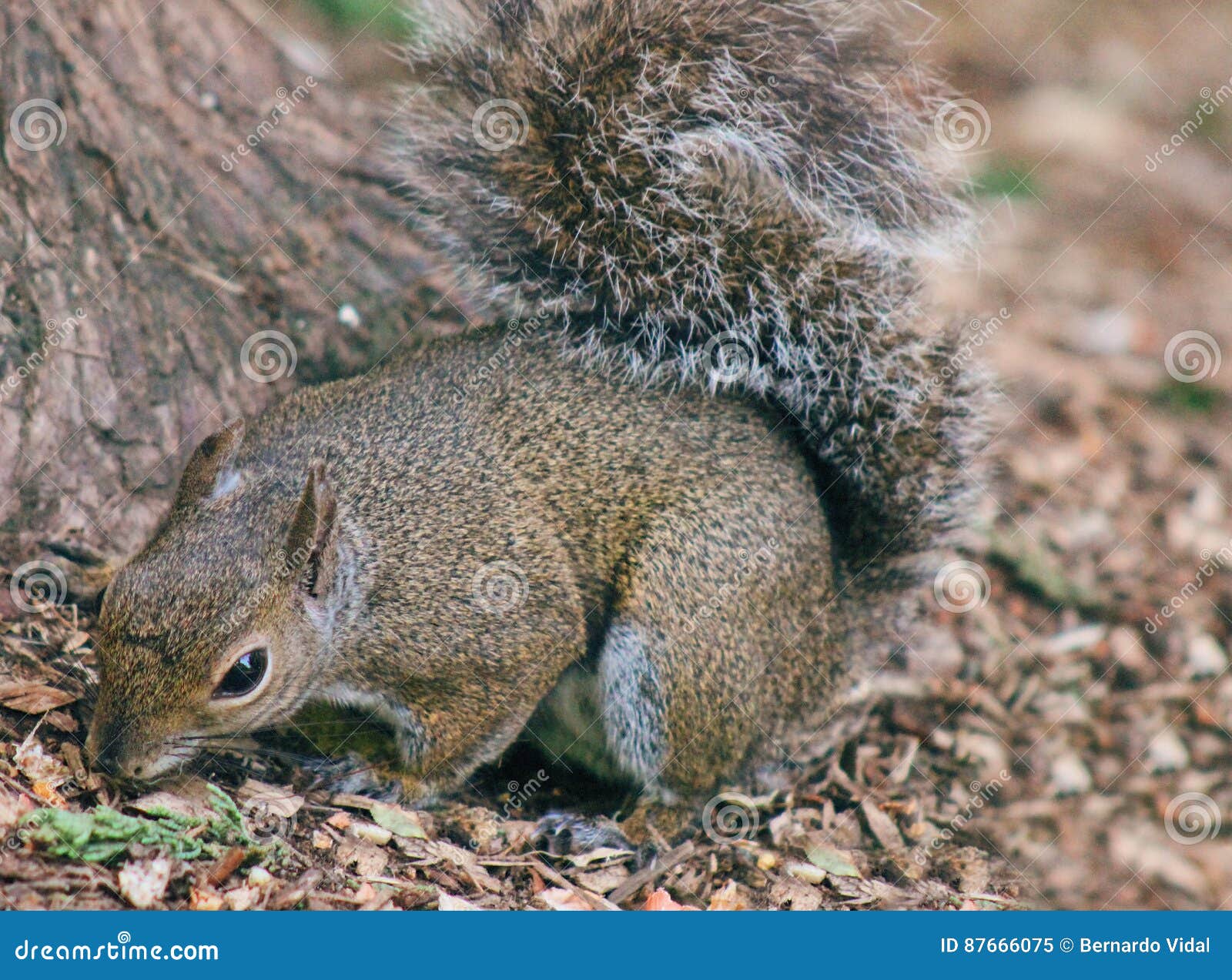 Squirrel Close up stock image. Image of tree, detail - 87666075