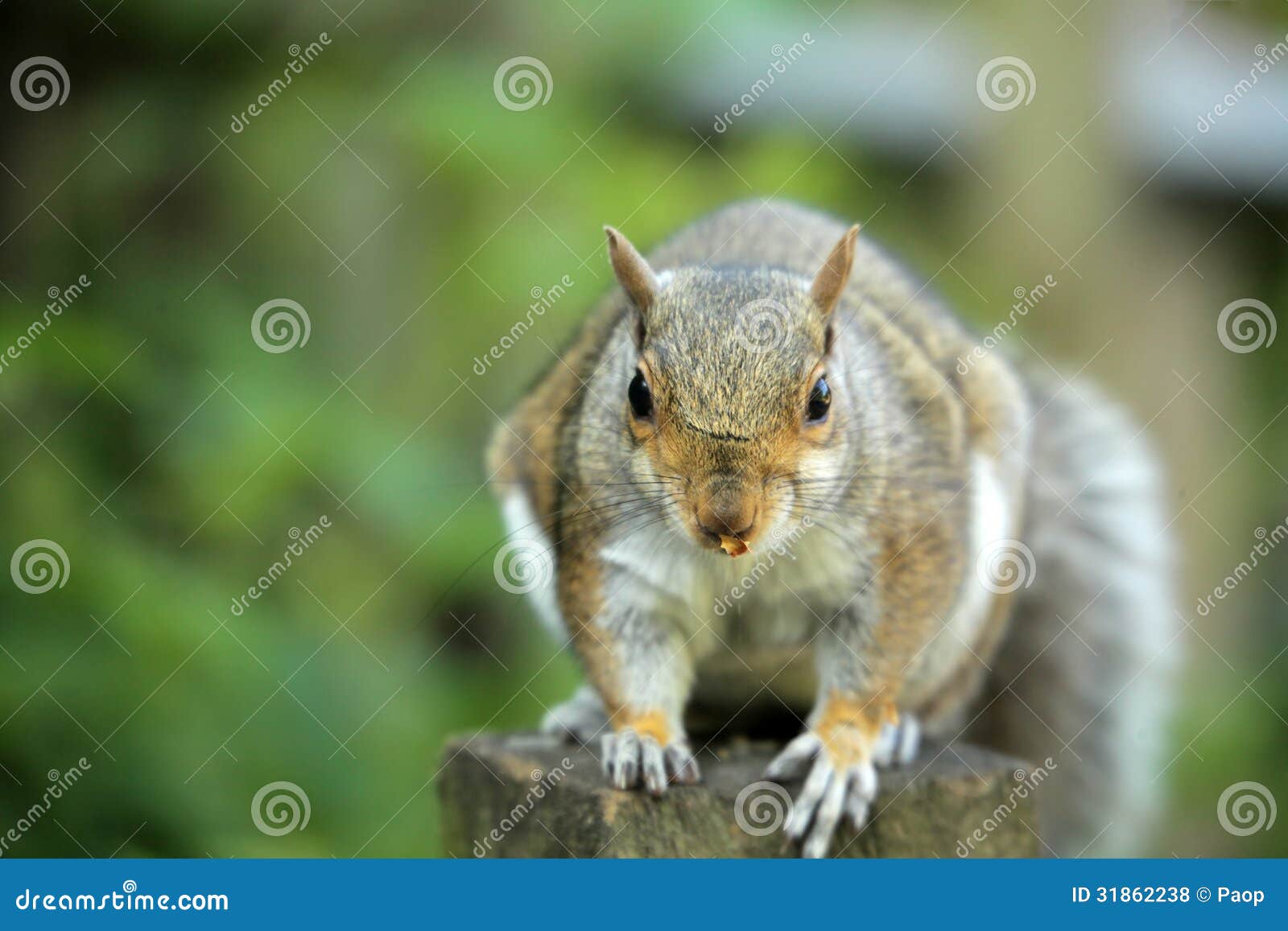 Squirrel close up stock photo. Image of food, grass, green - 31862238