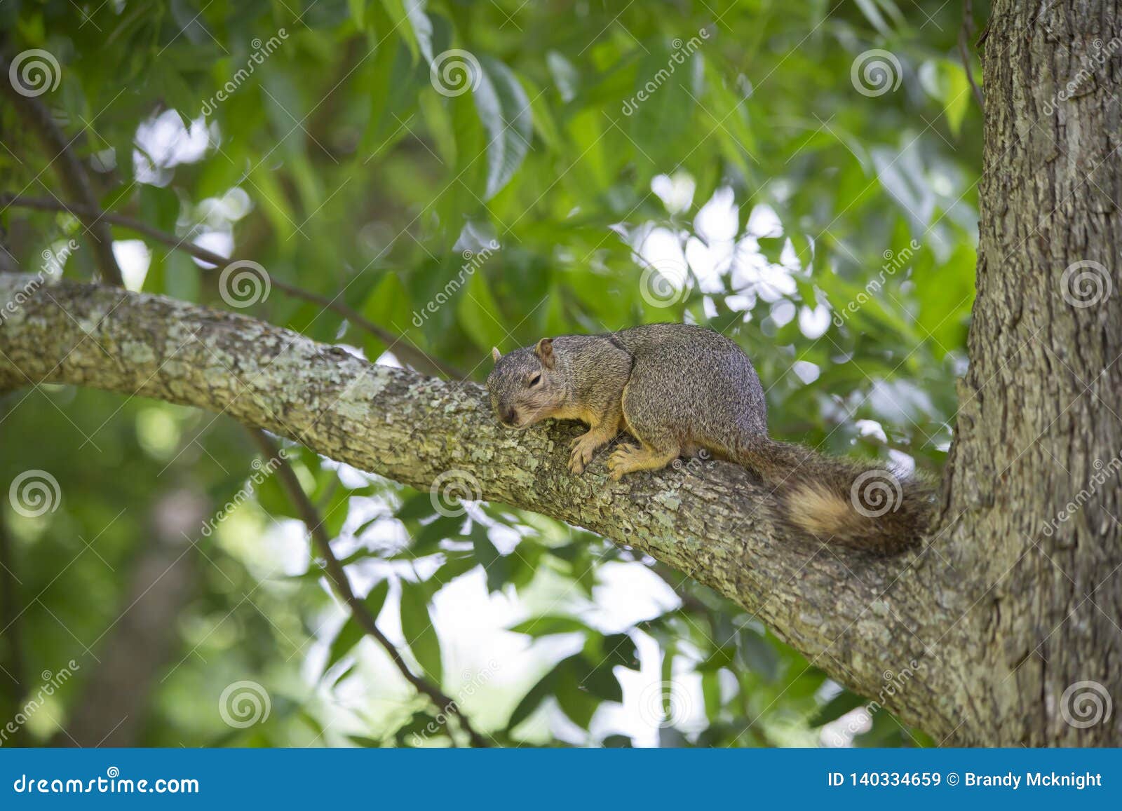 Squirrel Looking Around on Tree Branch Stock Image - Image of bramble ...