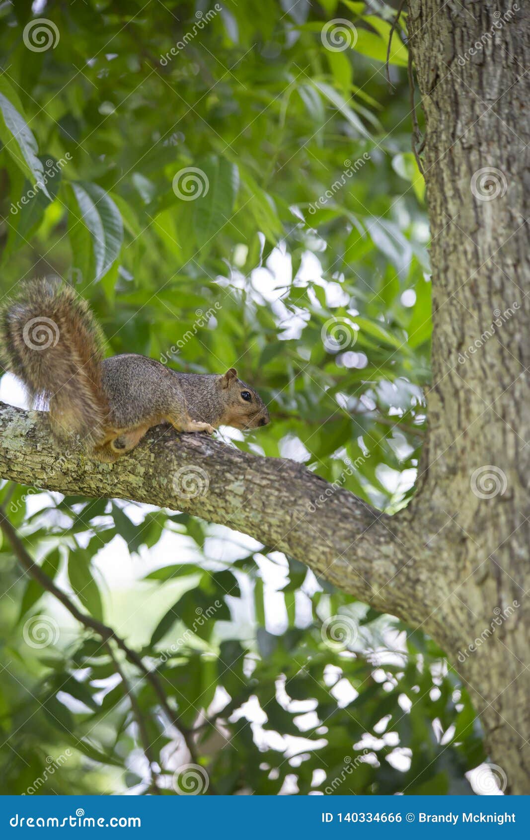 Squirrel stock photo. Image of outdoors, leaves, bramble - 140334666