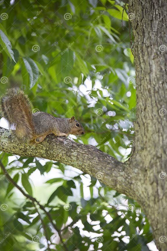 Squirrel stock photo. Image of outdoors, leaves, bramble - 140334666
