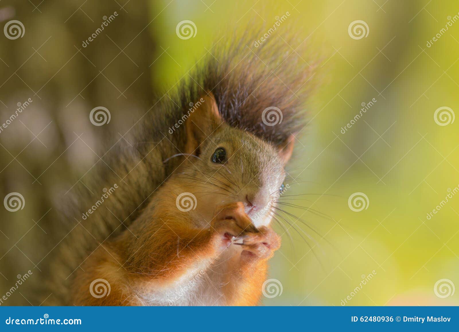 Squirrel close up stock photo. Image of outdoors, brown - 62480936