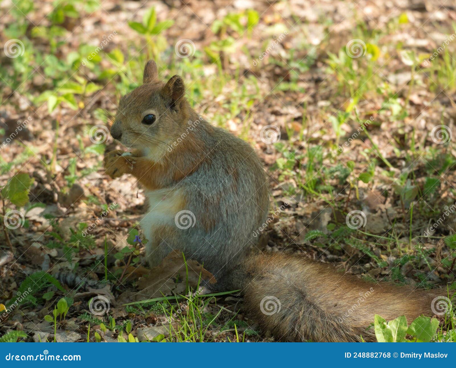 Squirrel close up stock photo. Image of rodent, nature - 248882768
