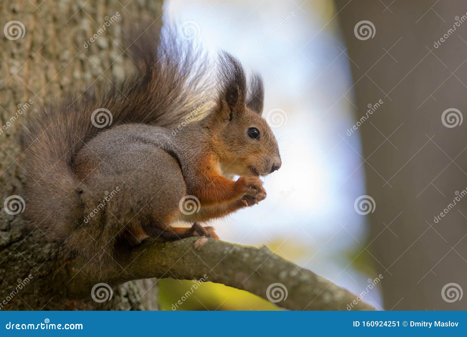 Squirrel close up stock image. Image of tail, wilderness - 160924251