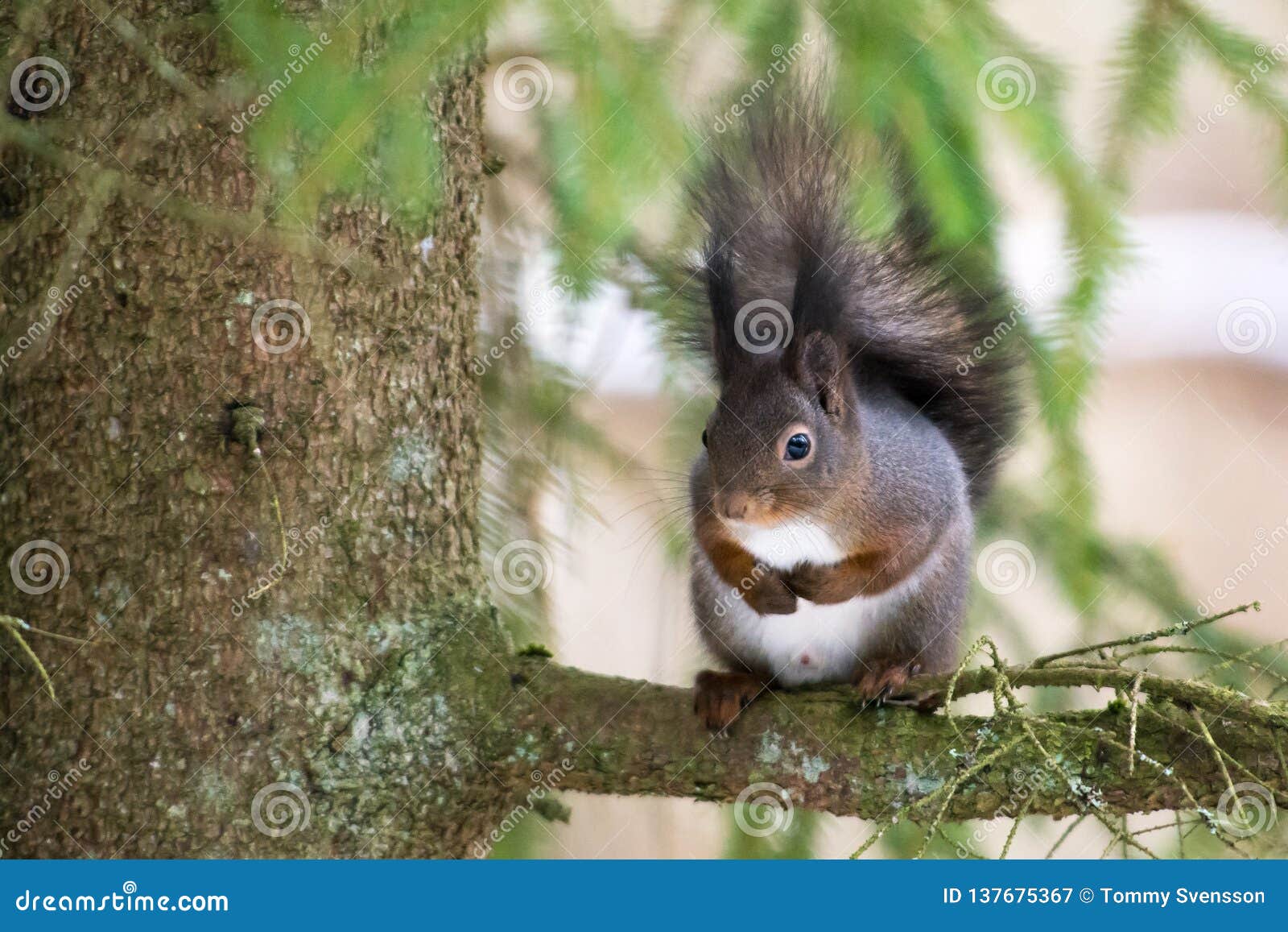 Squirrel on a Branch in Sweden Stock Image - Image of squirrel, wood ...