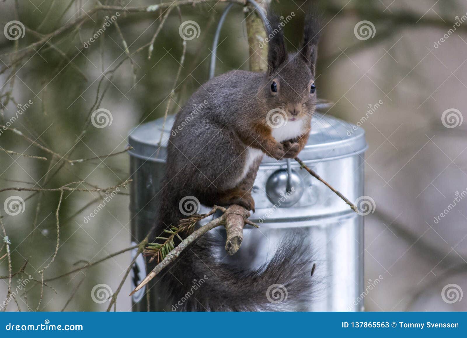 Squirrel on a Branch in Sweden Stock Image - Image of animal, sweden ...