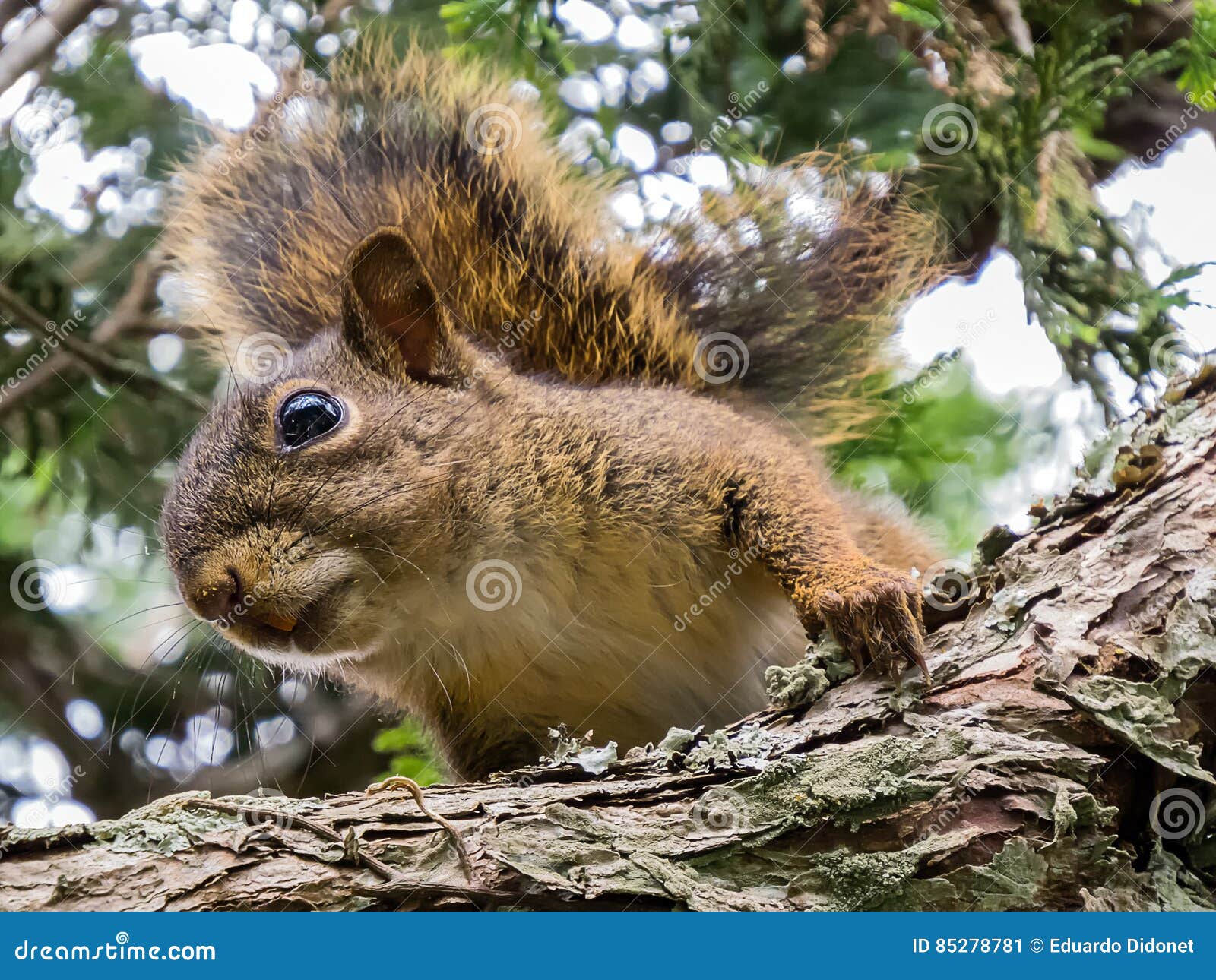 Squirrel Closeup on a Branch Stock Image - Image of climbing, looking ...
