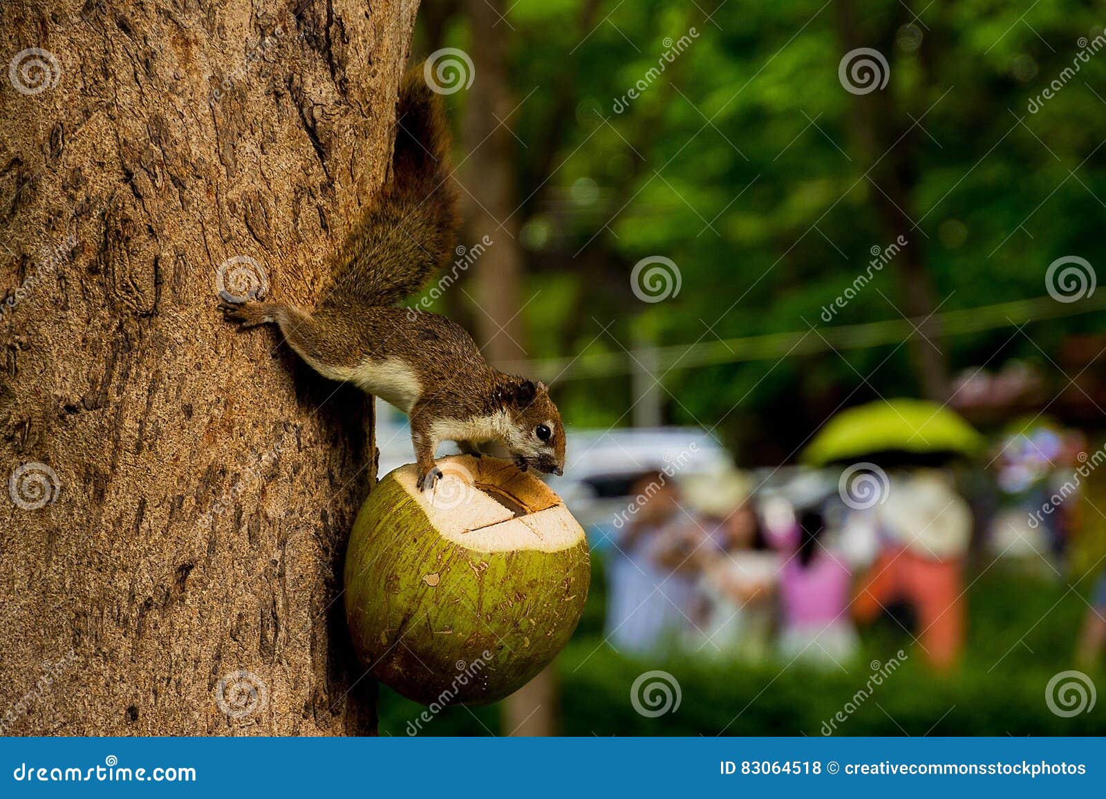Squirrel On Coconut Picture. Image: 83064518