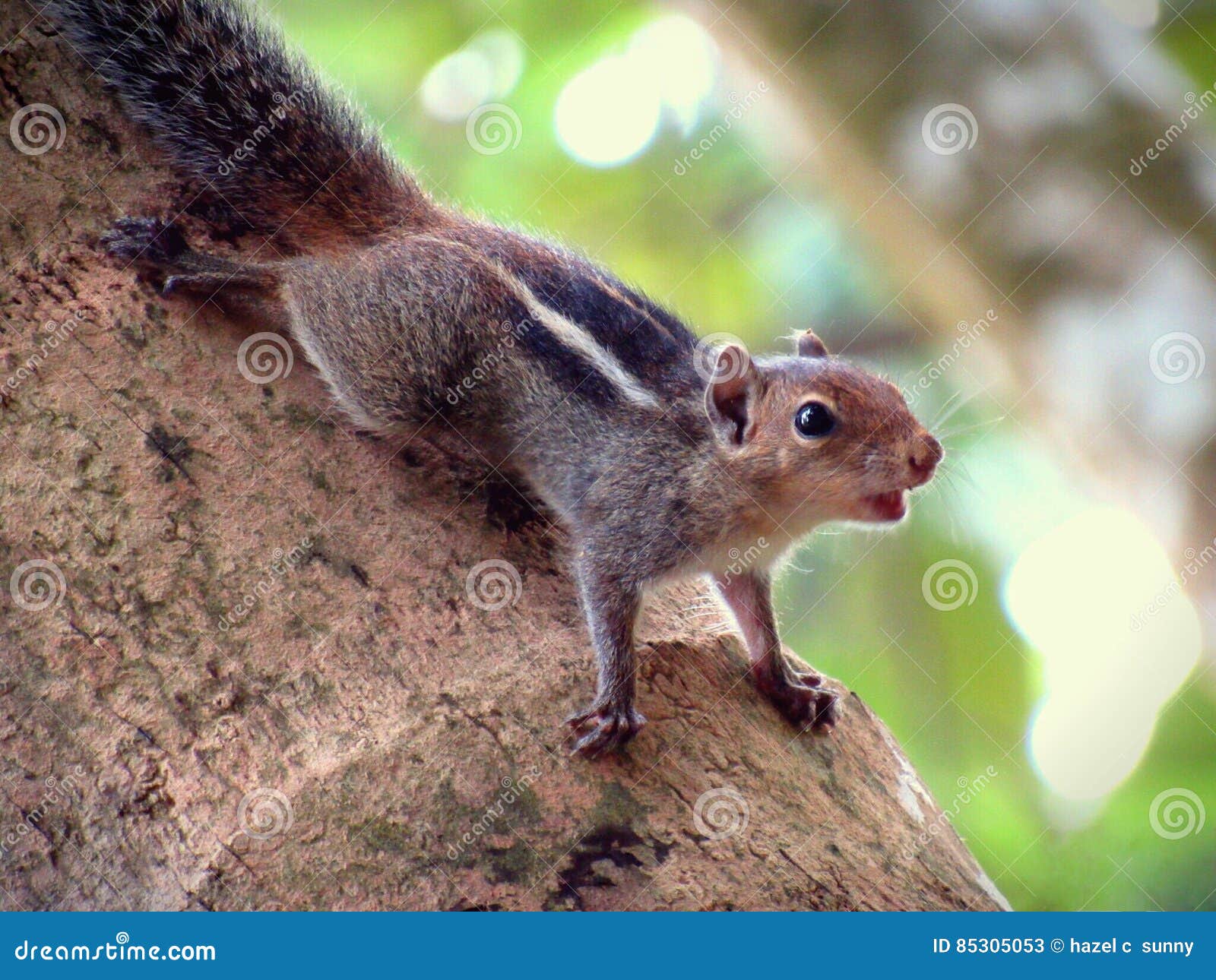 Squirrel stock image. Image of home, squrrel, sweet, tree - 85305053