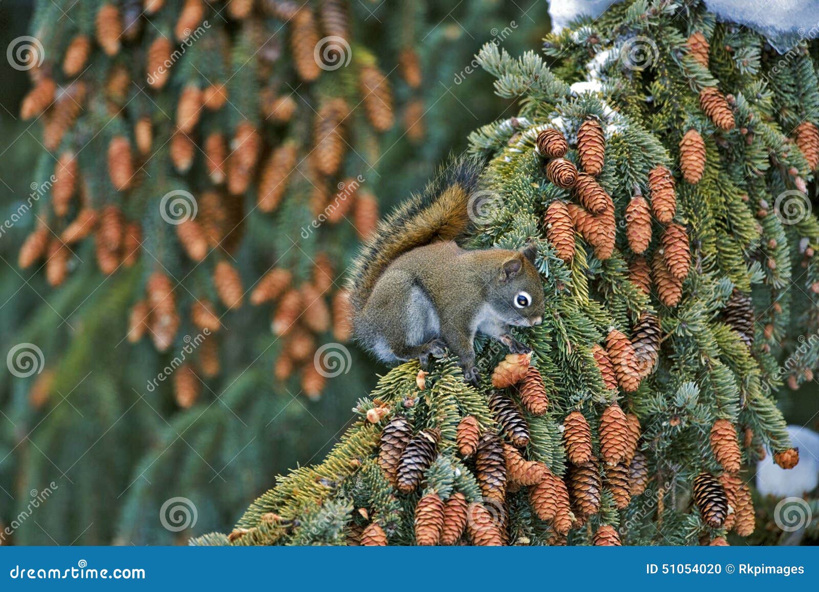Squirrel Collecting Cones Stock Photos - Free & Royalty-Free Stock ...