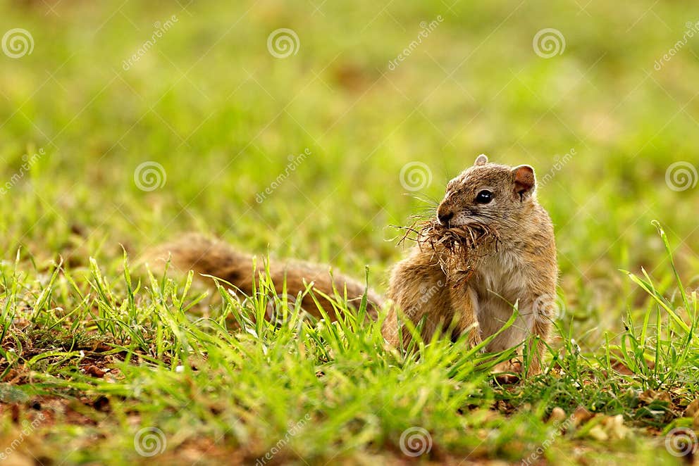 Squirrel Collecting Nesting Material Stock Image - Image of vigilant ...
