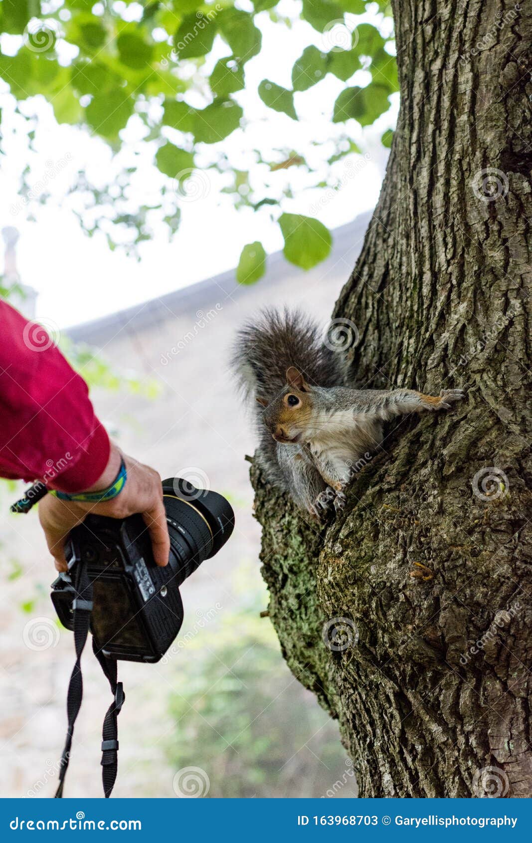 Curious Squirrel Looking into Camera Stock Image - Image of friend ...